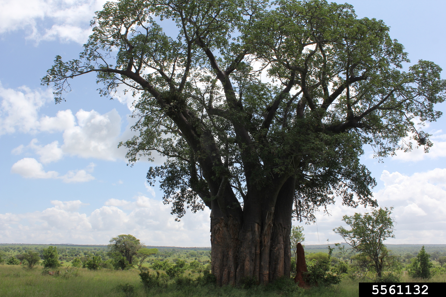 baobab tree/ monkey bread tree (Adansonia digitata)