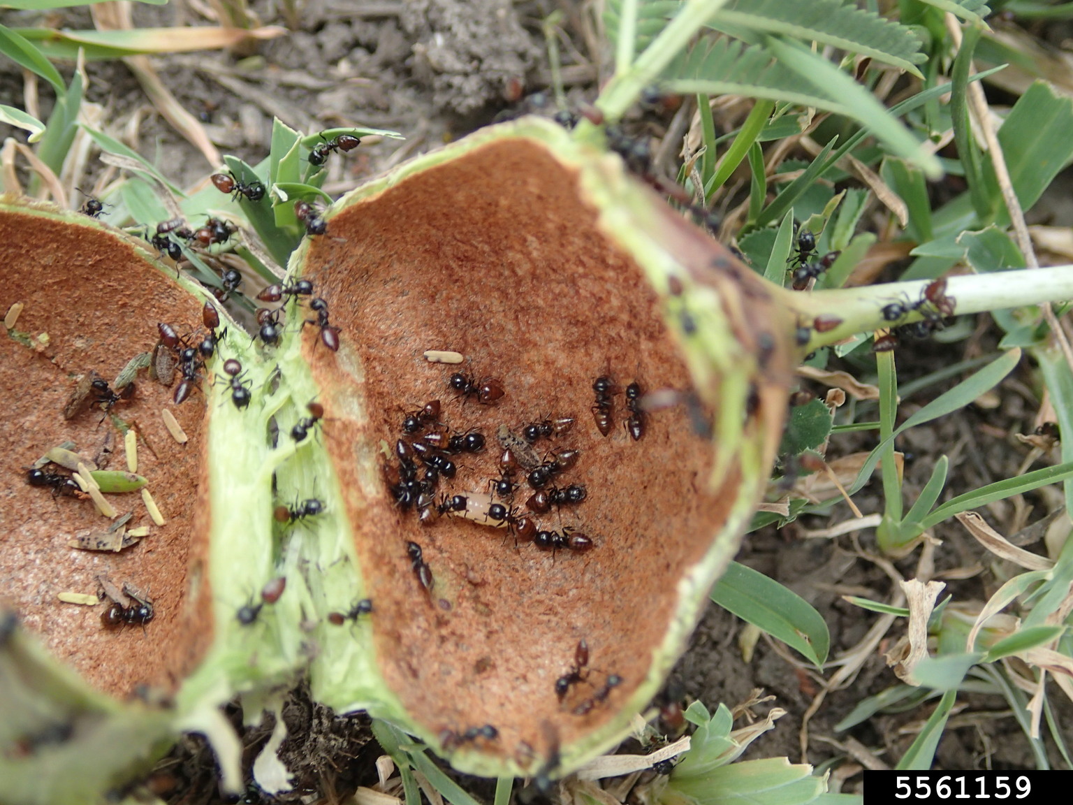 acrobat ants (Genus Crematogaster)