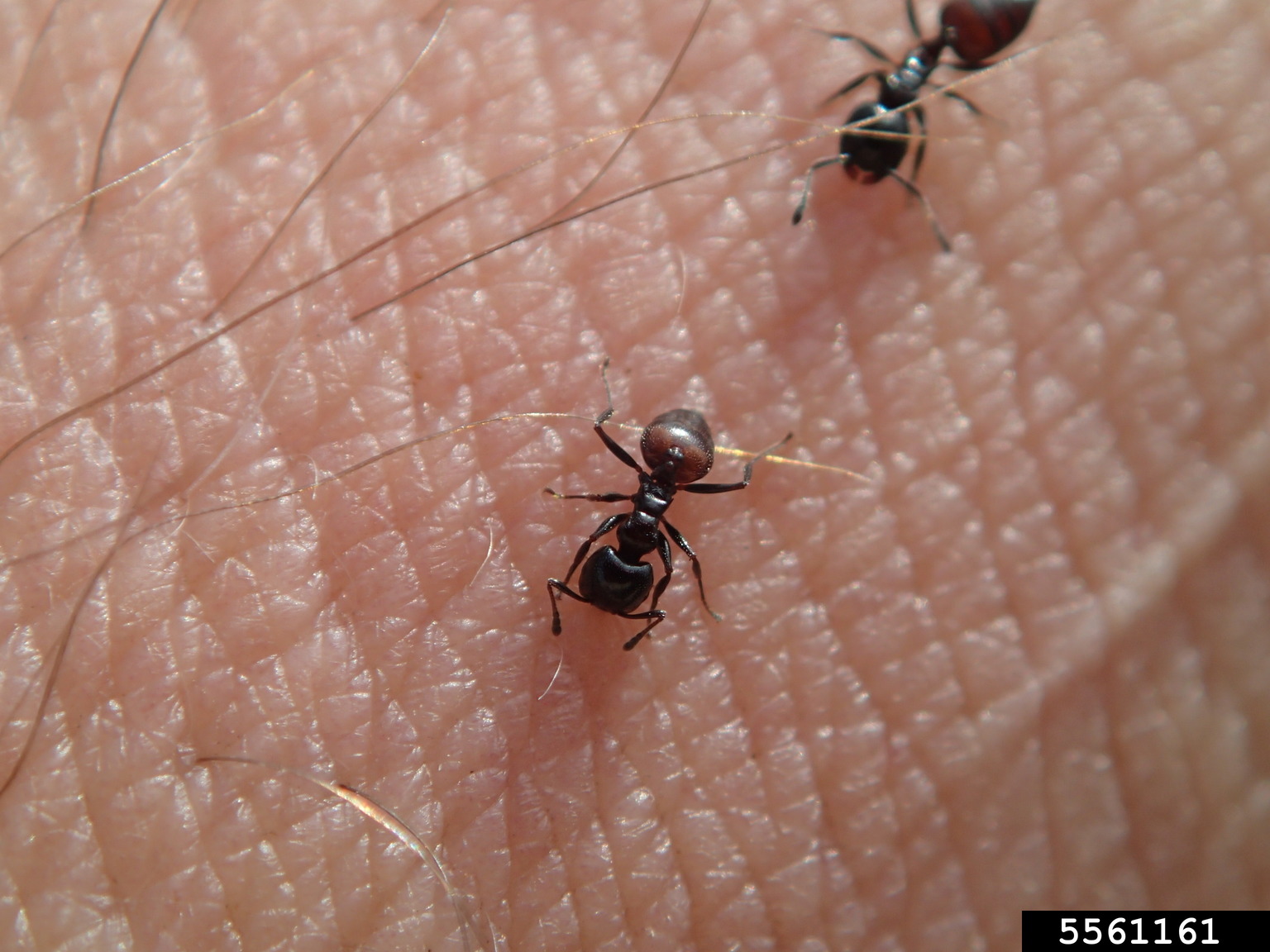 acrobat ants (Genus Crematogaster)