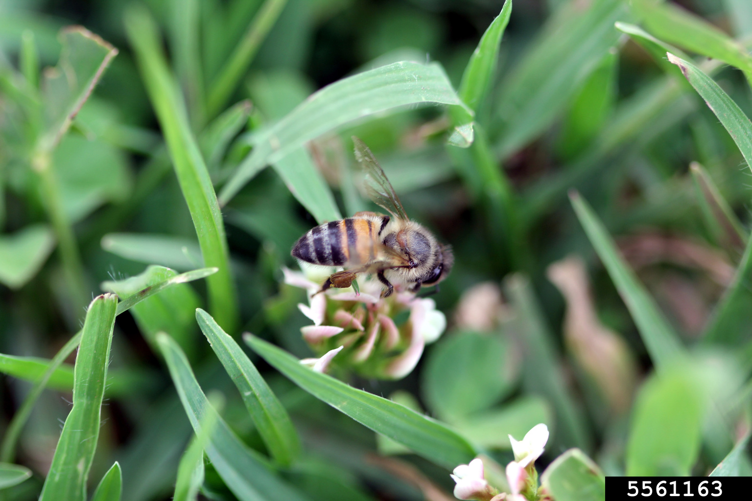 Africanized honey bee (Apis mellifera ssp. scutellata Lepeletier)