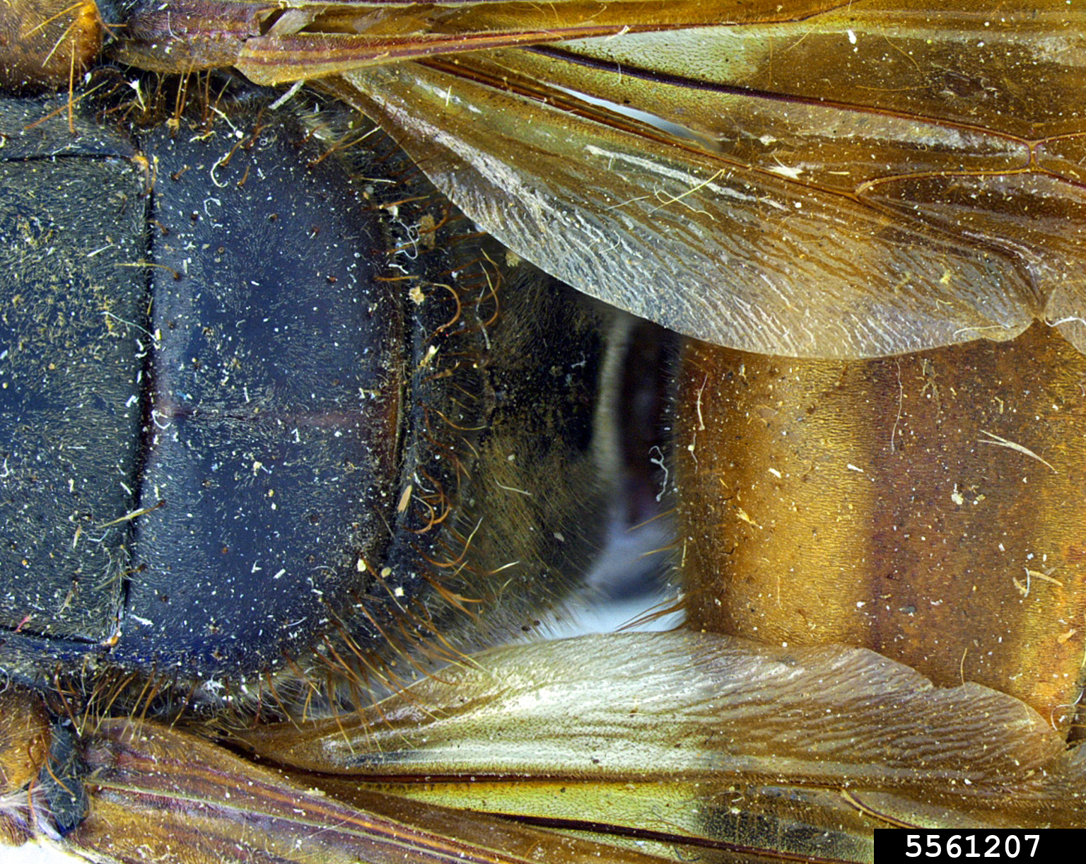 northern giant hornet (formerly Asian giant hornet) (Vespa mandarinia)