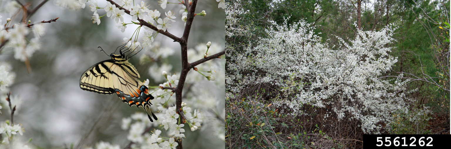 American plum (Prunus americana Marsh.)