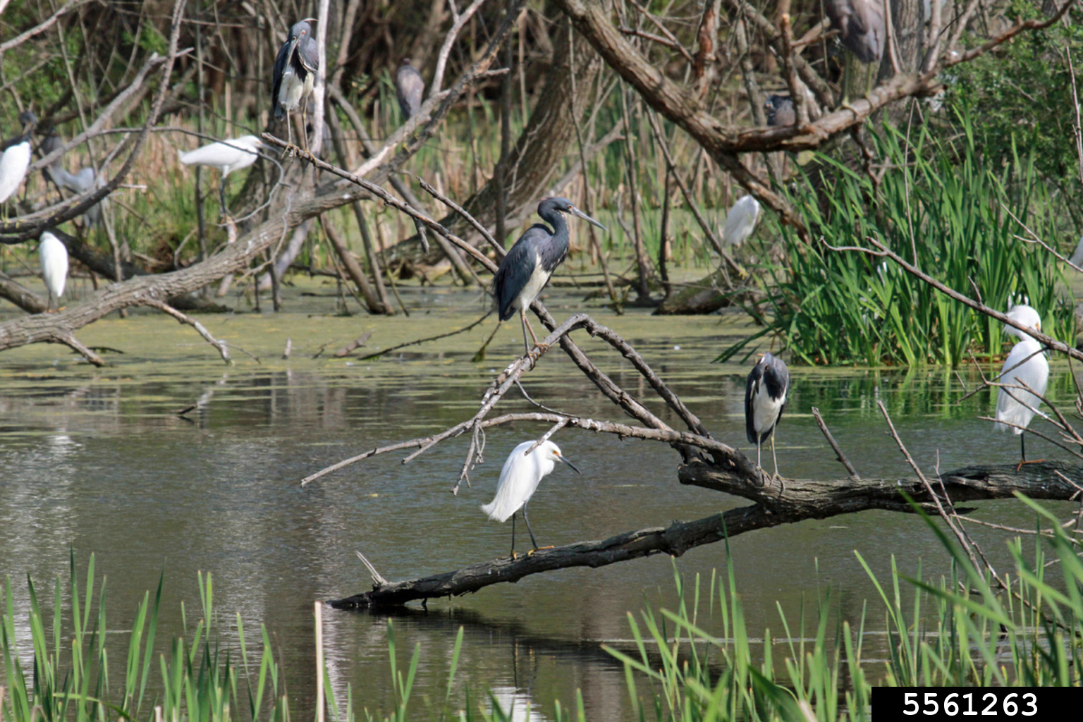Heron, Egrets, Bitterns (Family Ardeidae)