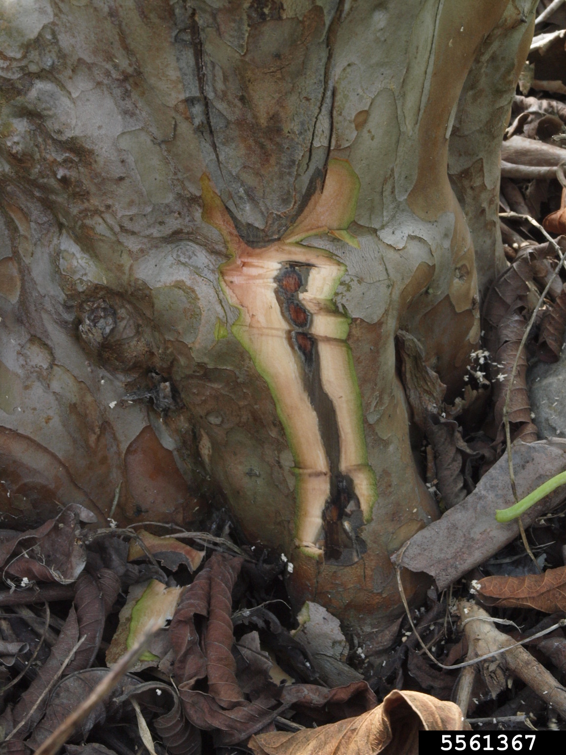 Guava Wilt Disease (Nalanthamala psidii)