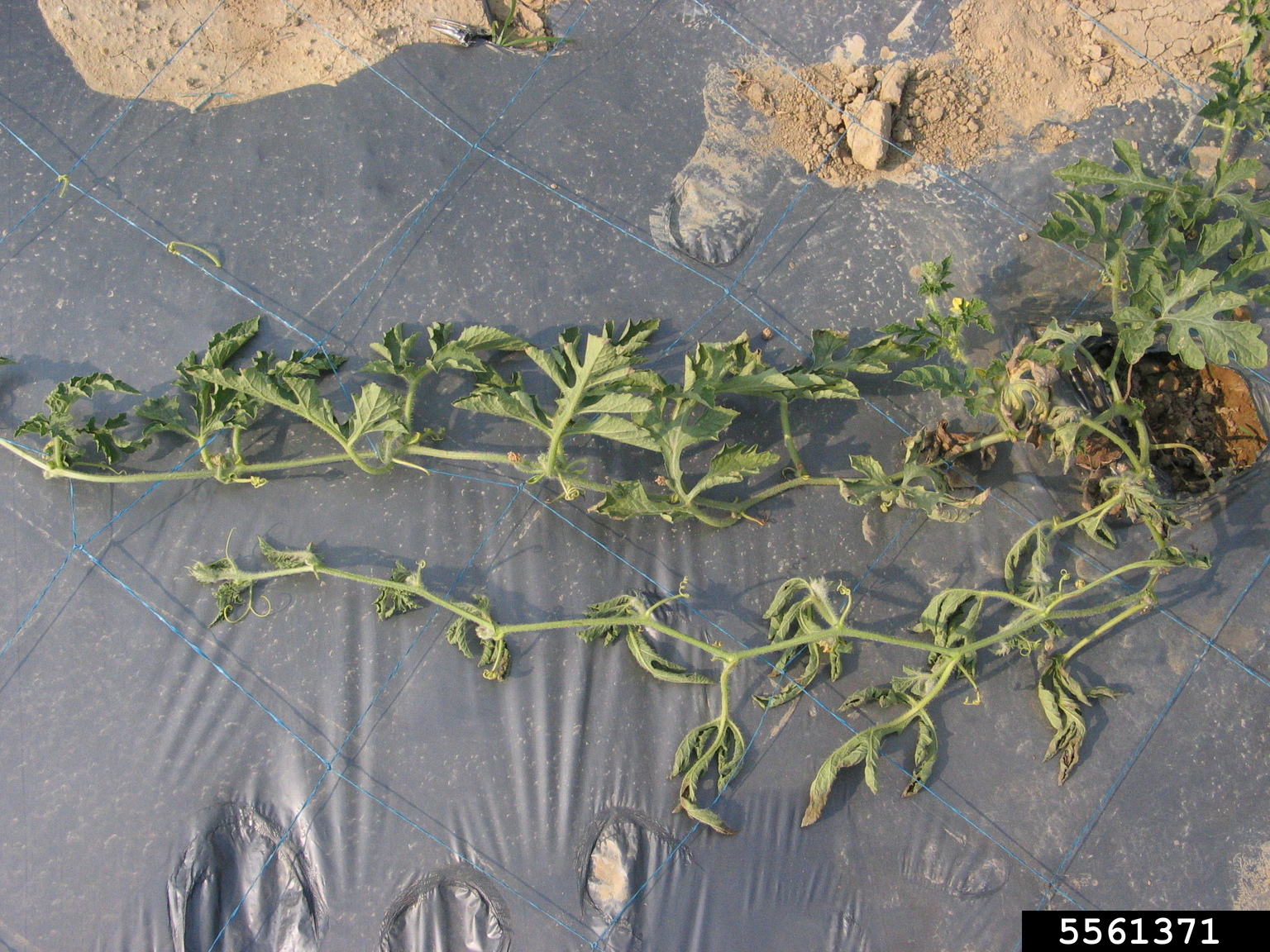 Fusarium root rot and wilt (Fusarium oxysporum)
