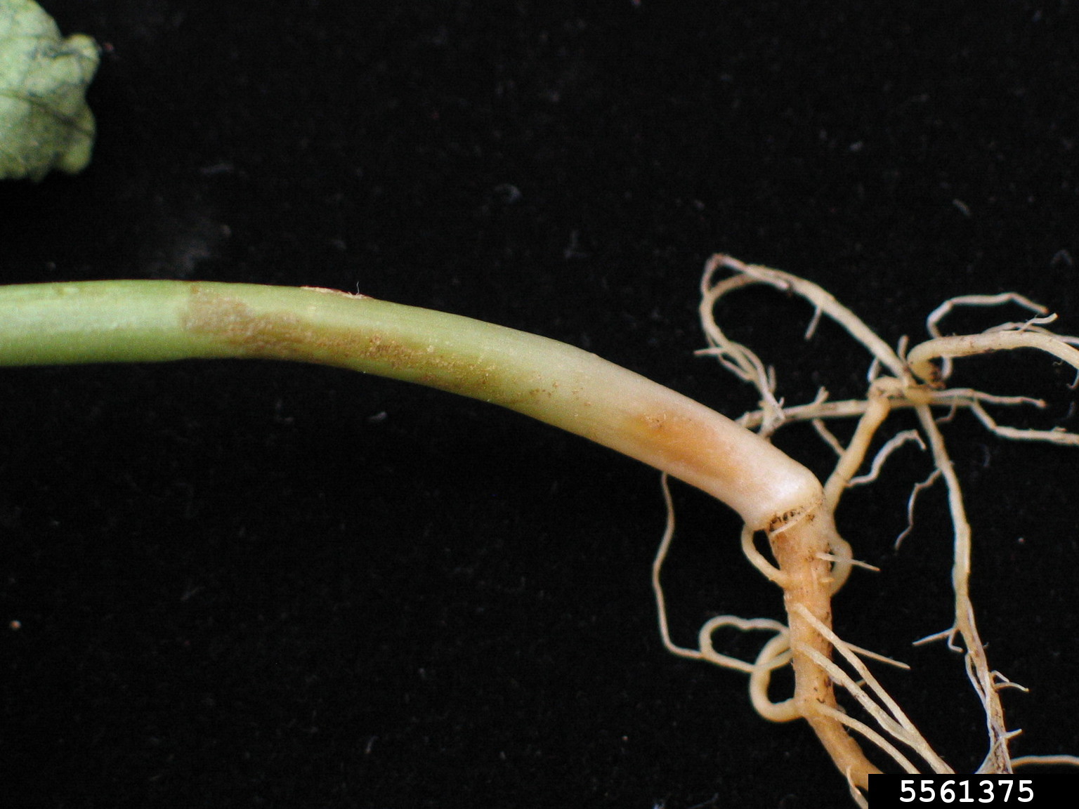 Fusarium root rot and wilt (Fusarium oxysporum)