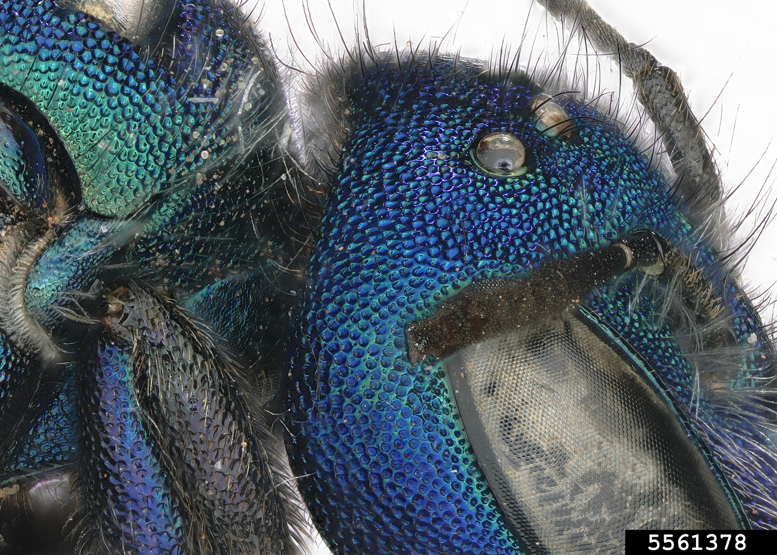 Bee (Osmia calla Cockerell, 1897)