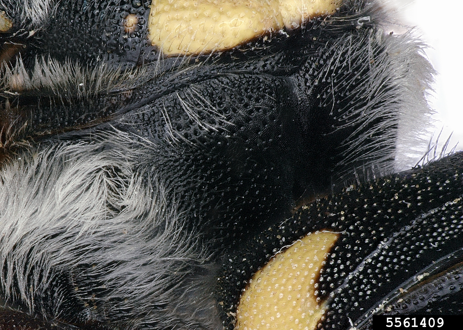 Bee (Aztecanthidium tenochtitlanicum Snelling, 1987)