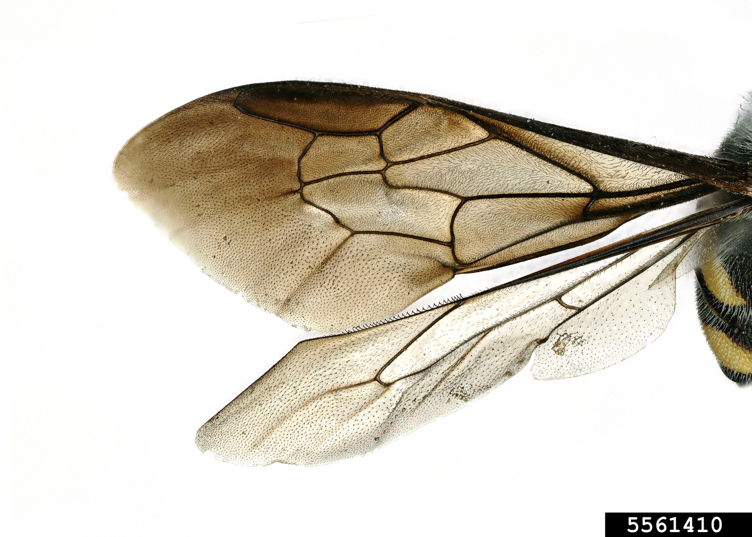 Bee (Aztecanthidium tenochtitlanicum Snelling, 1987)