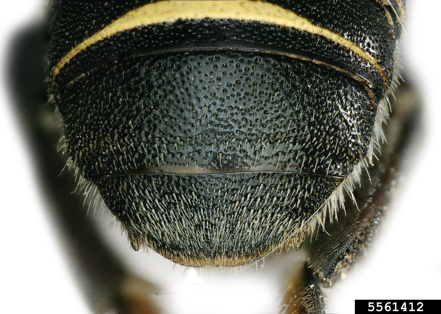 Bee (Aztecanthidium tenochtitlanicum)