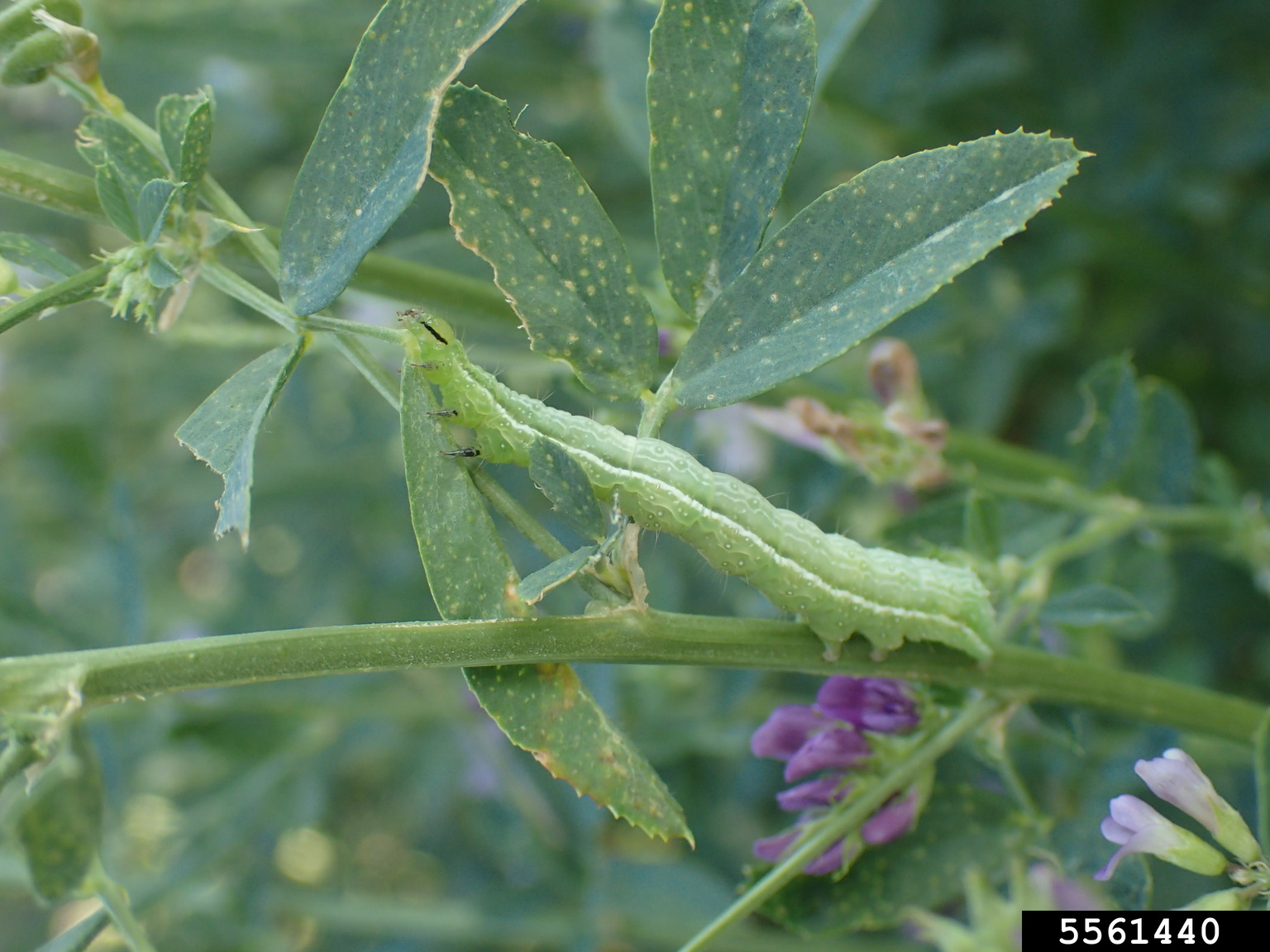 alfalfa looper (Autographa californica (Speyer))