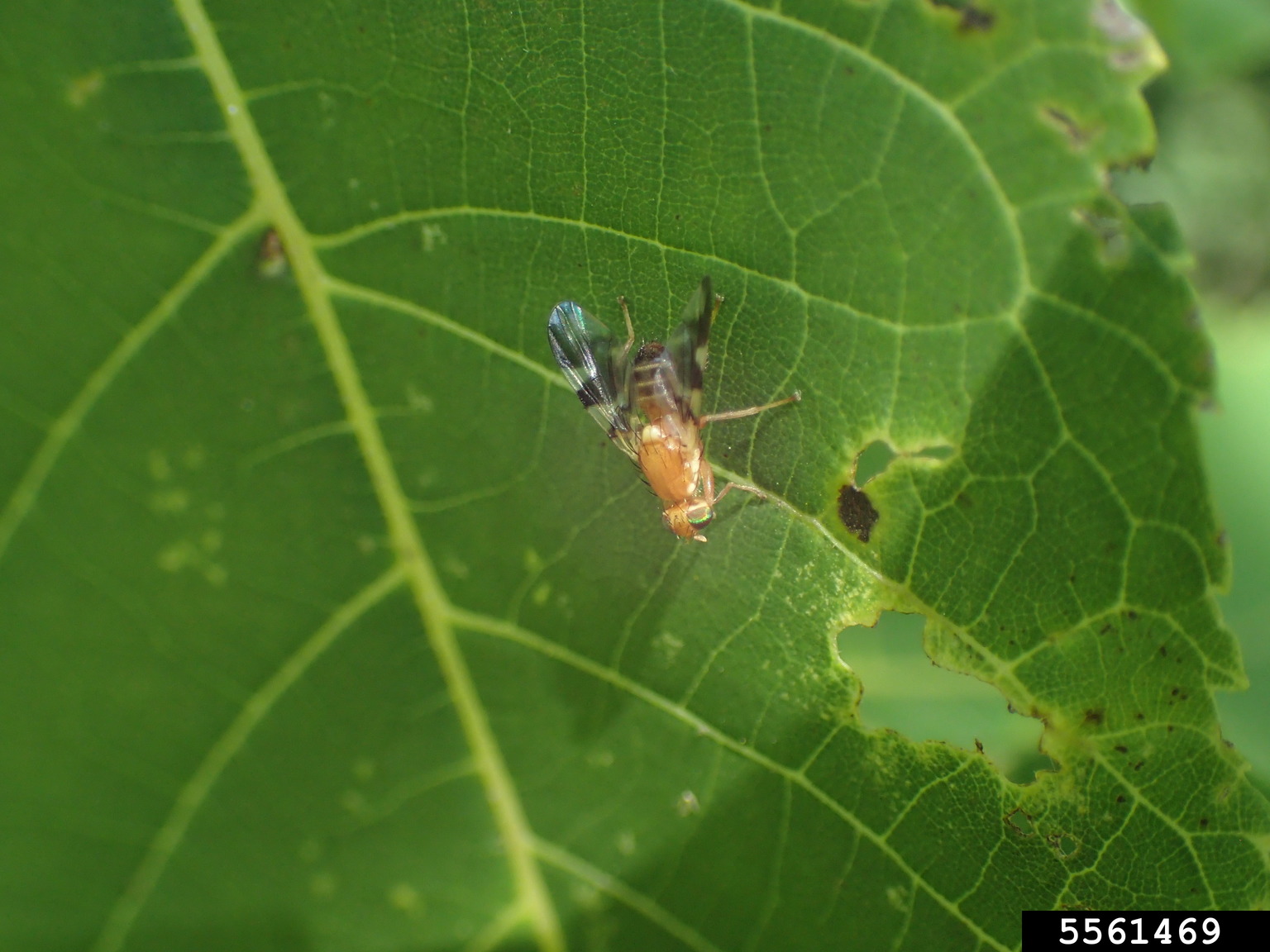 walnut husk fly (Rhagoletis completa Cresson, 1929)