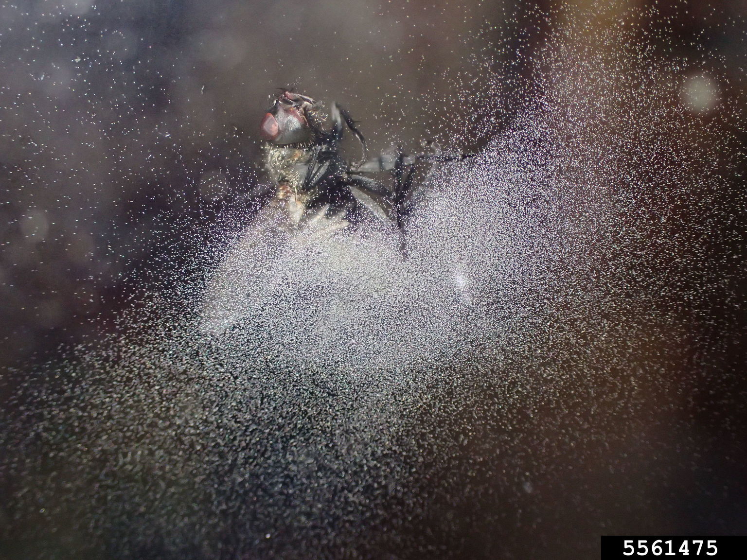 entomophagus fungi (Entomophthora muscae (Cohn) Fresen)