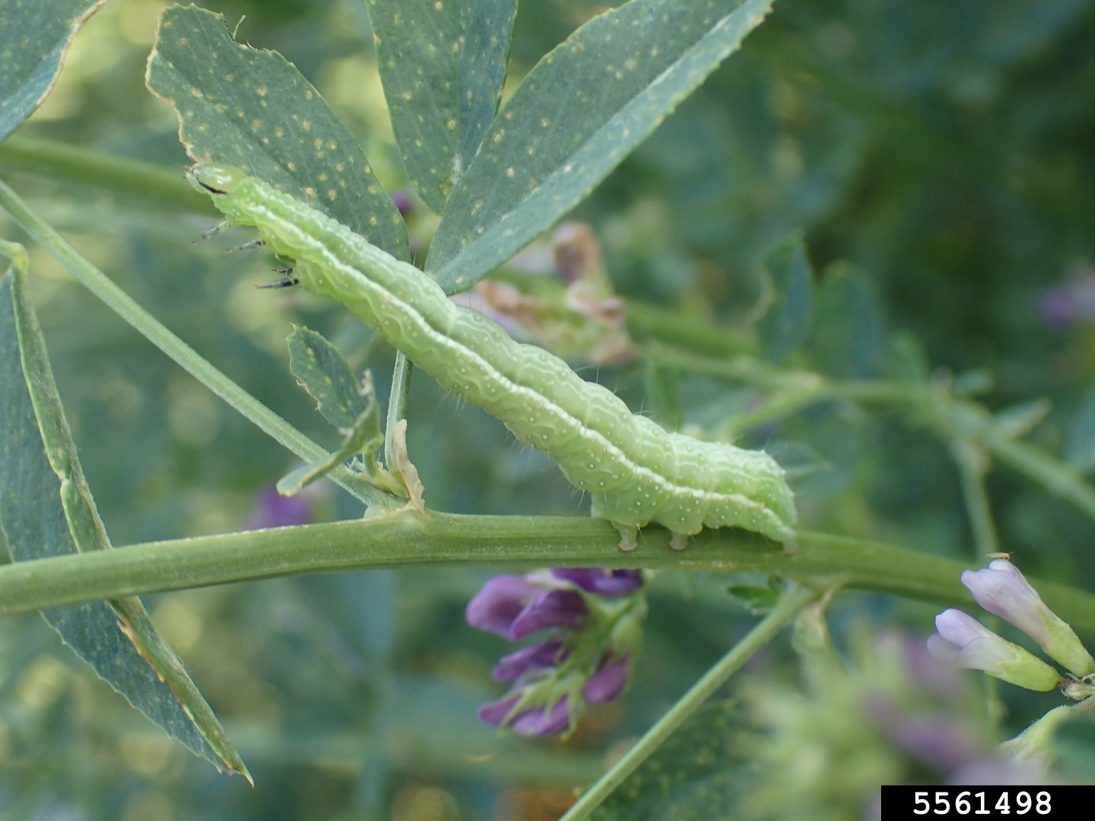 alfalfa looper (Autographa californica (Speyer))