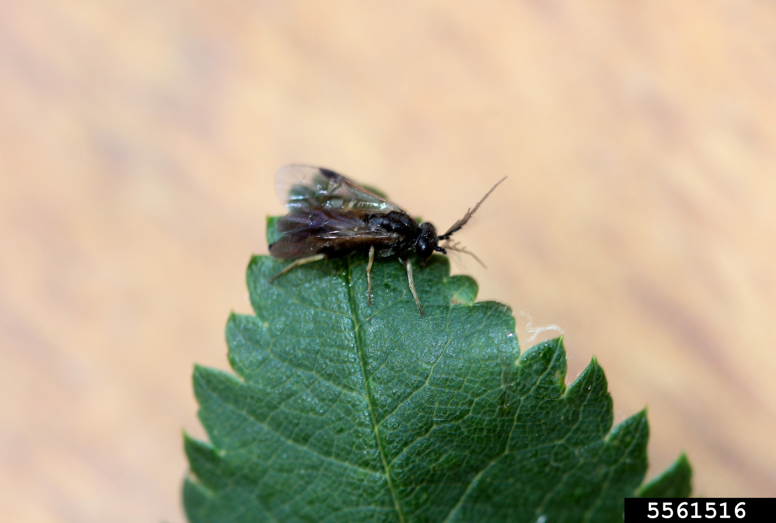 bristly roseslug (Cladius difformis (Panzer))