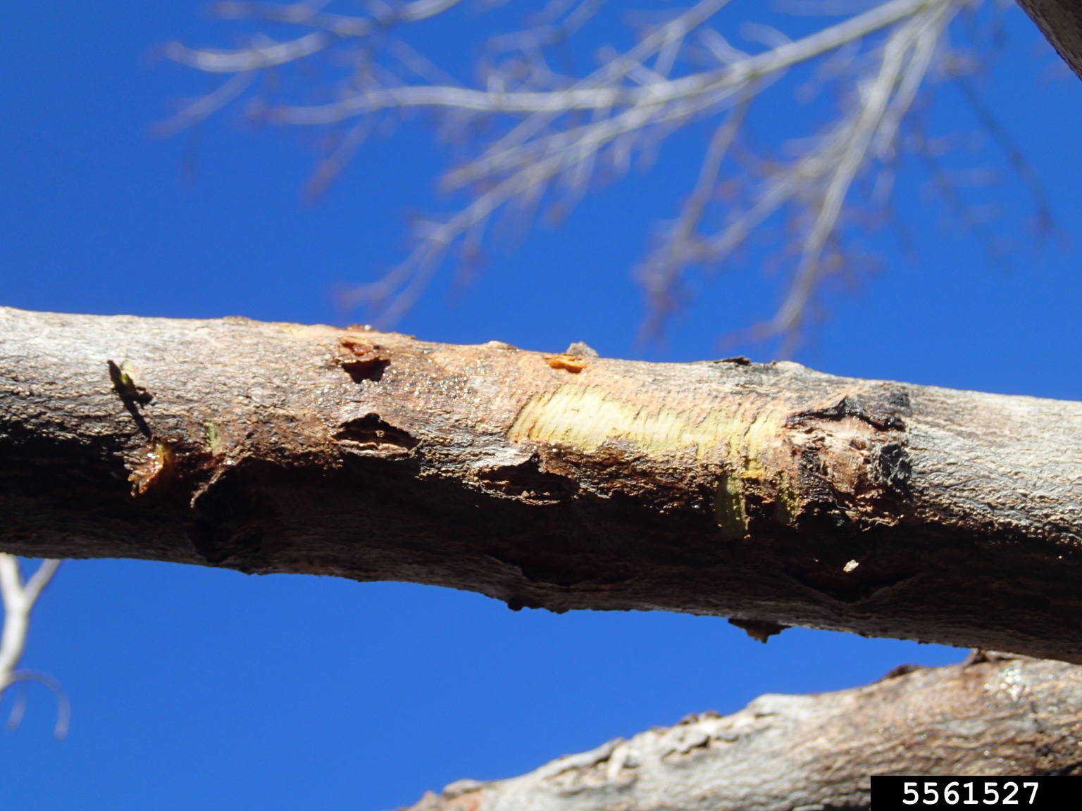 fox squirrel (Sciurus niger Linnaeus, 1758)
