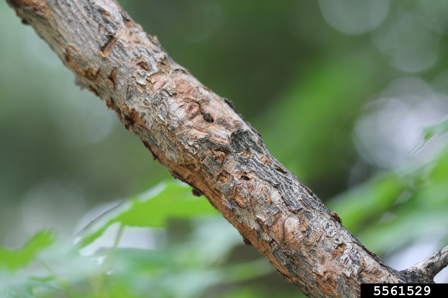fox squirrel (Sciurus niger Linnaeus, 1758)