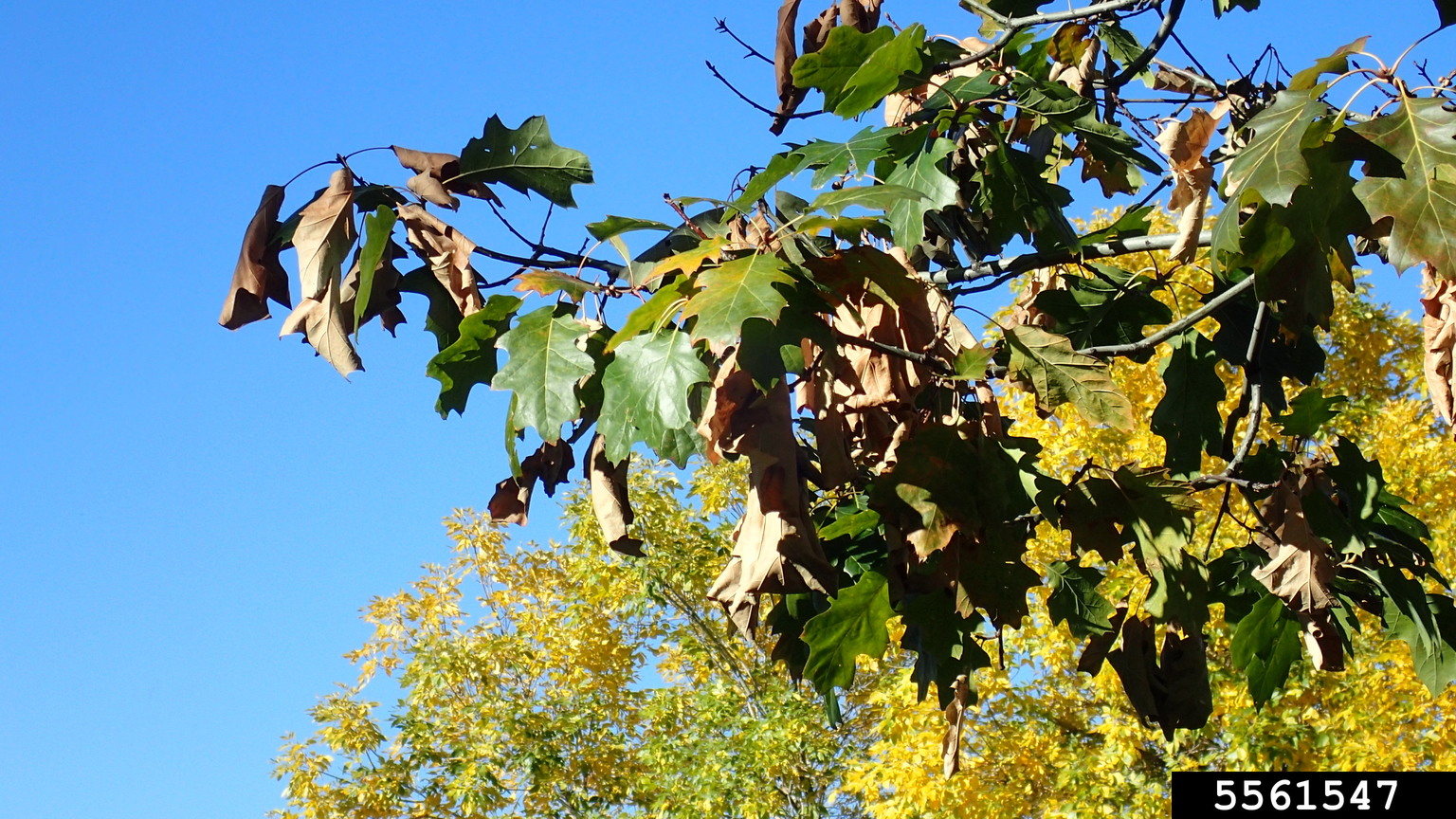 drippy blight (Lonsdalea quercina)