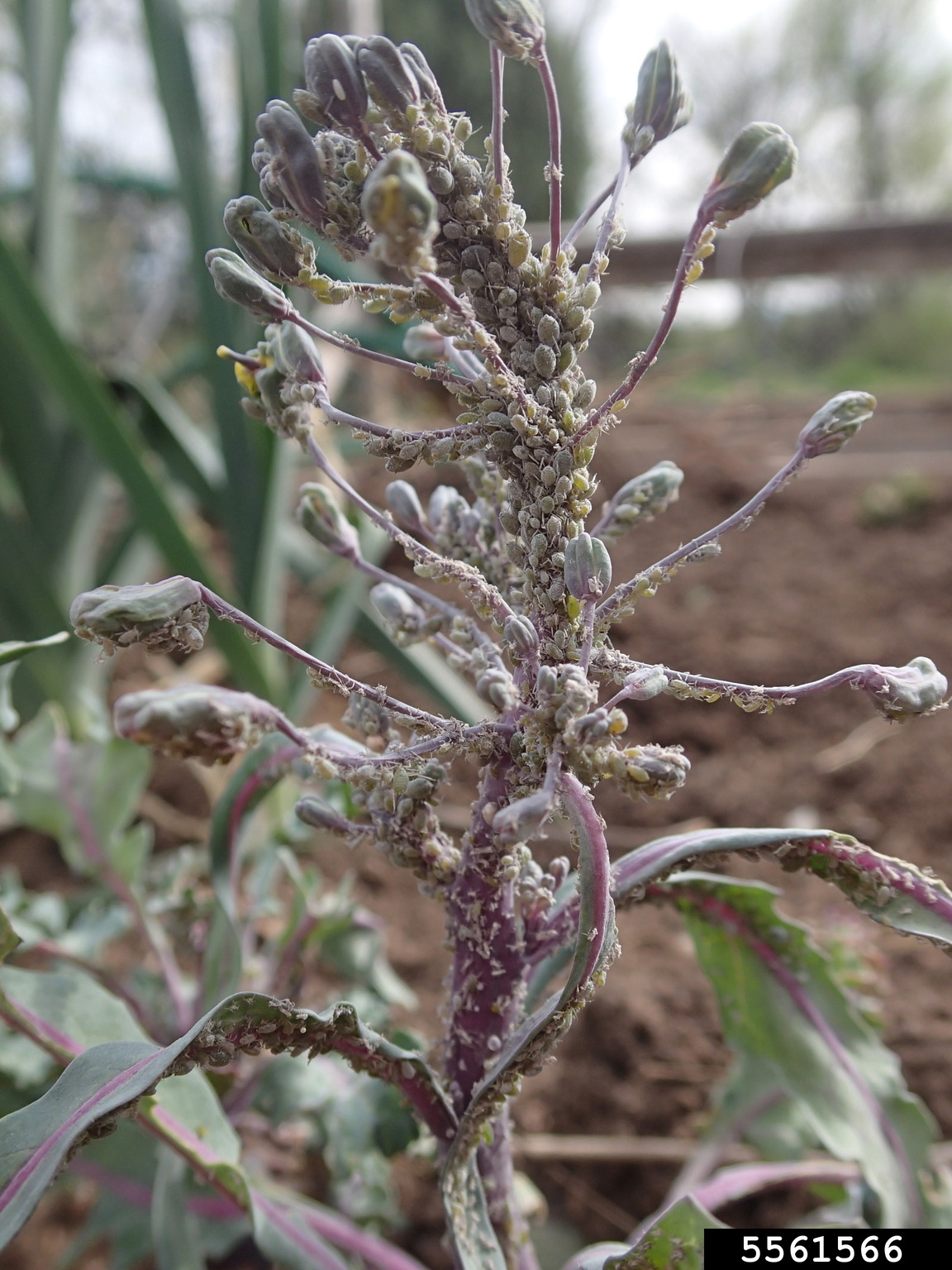 cabbage aphid (Brevicoryne brassicae)