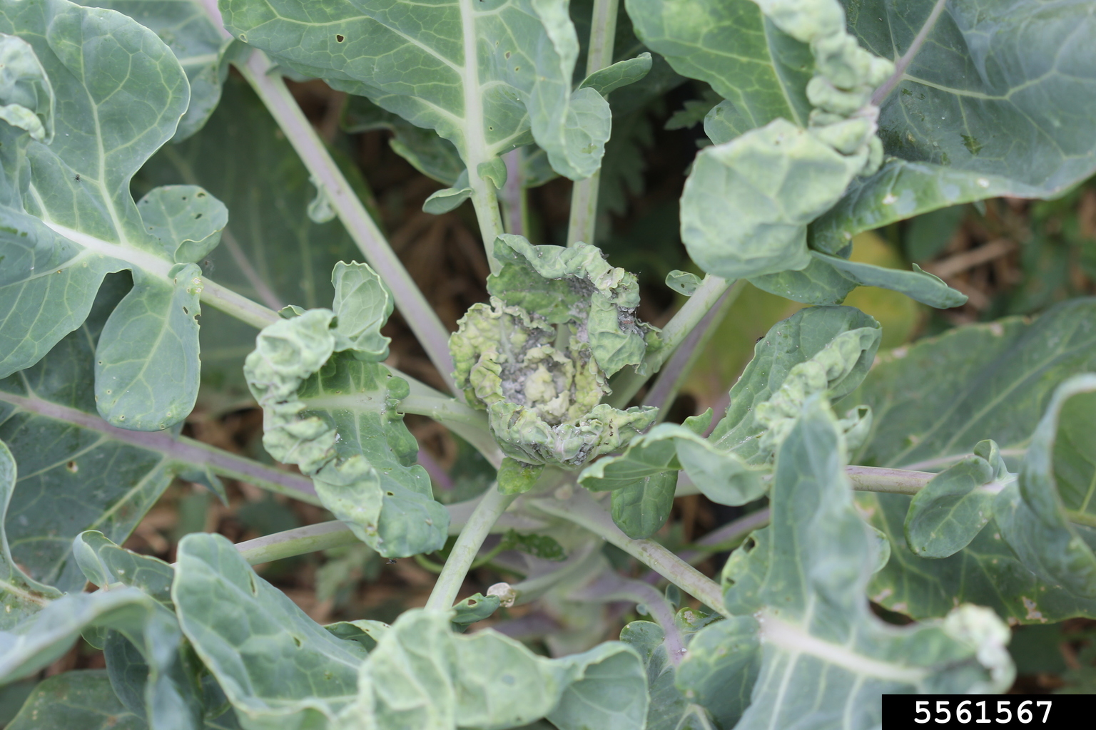 cabbage aphid (Brevicoryne brassicae (Linnaeus, 1758))