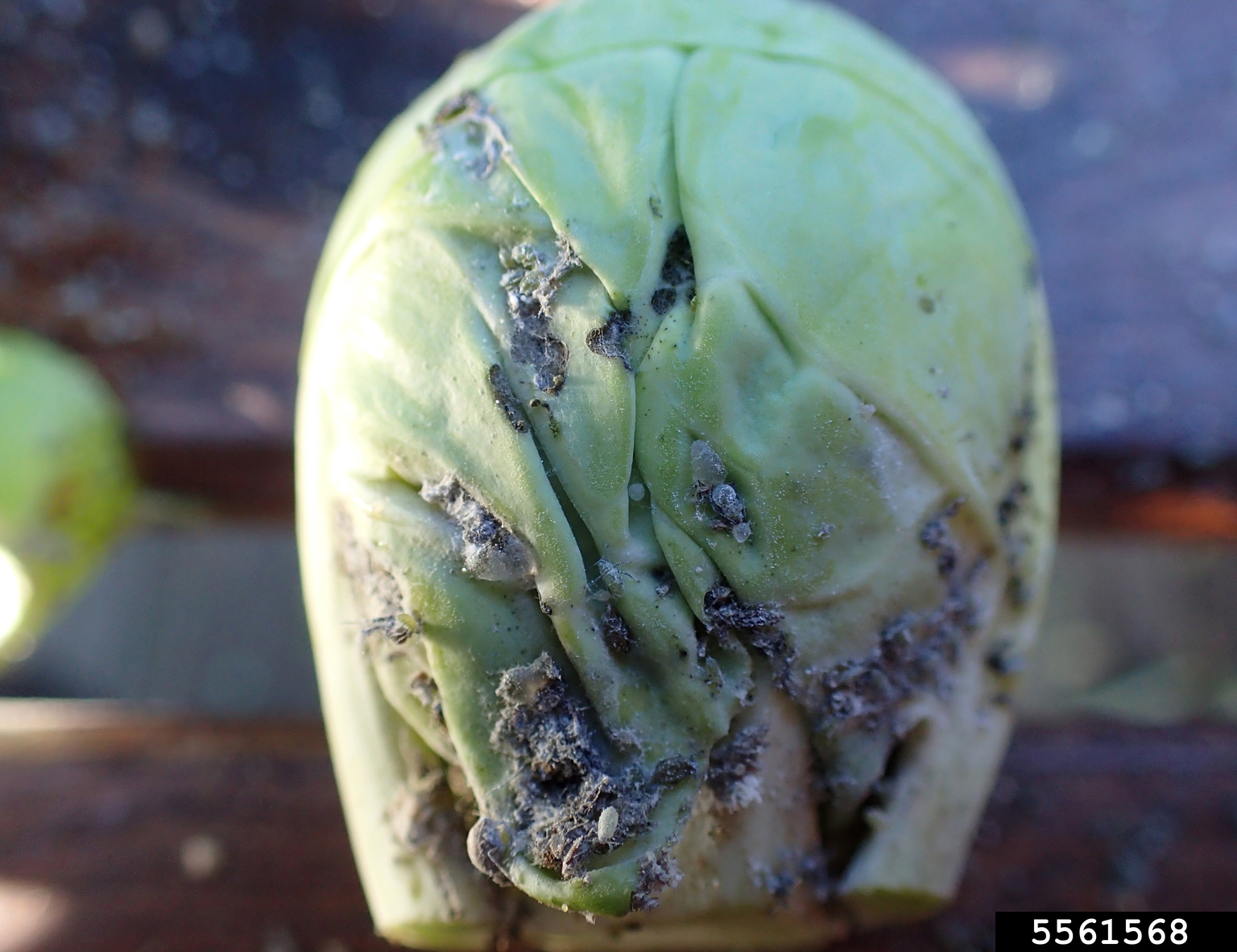 cabbage aphid (Brevicoryne brassicae ) on brussels sprouts (Brassica ...
