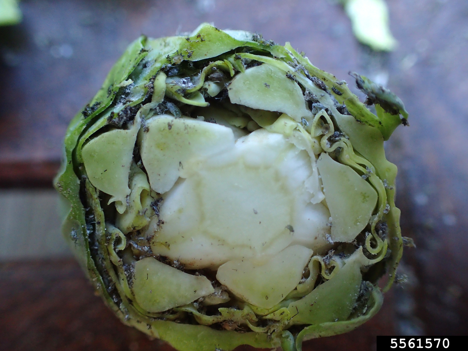 cabbage aphid (Brevicoryne brassicae)