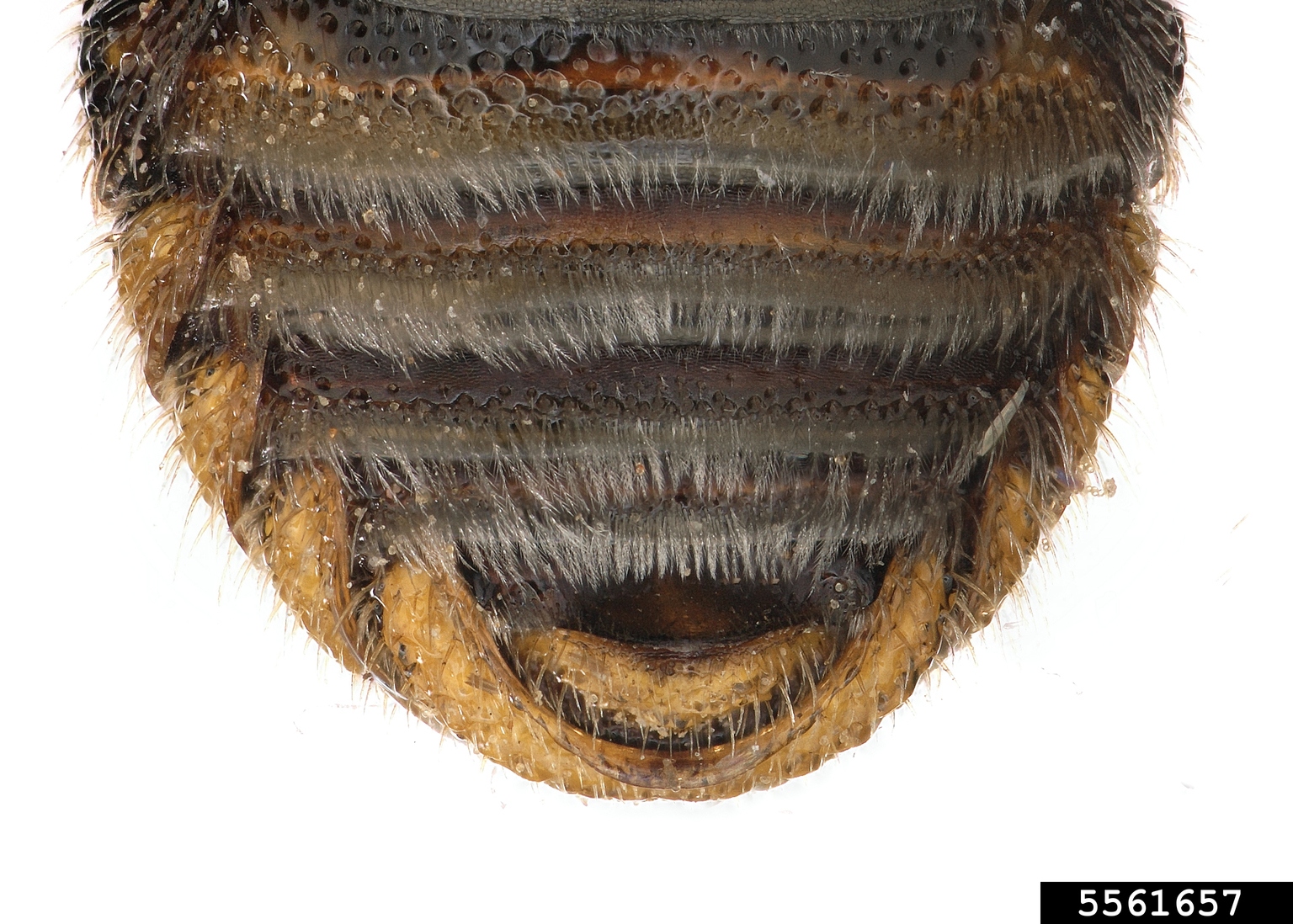 Bee (Anthodioctes calcaratus (Friese, 1921))