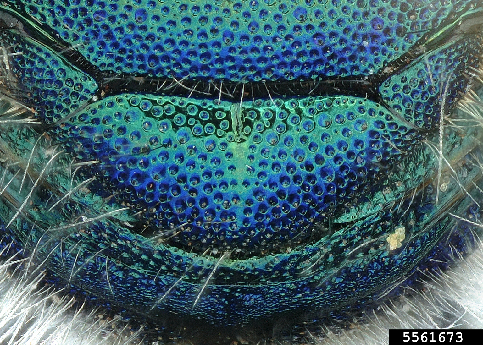 Bee (Osmia calla Cockerell, 1897)