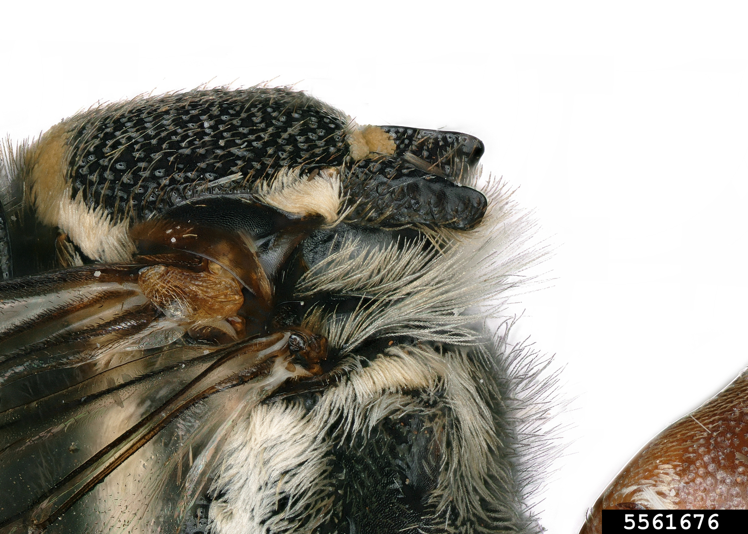 cuckcoo bees (Genus Coelioxys)