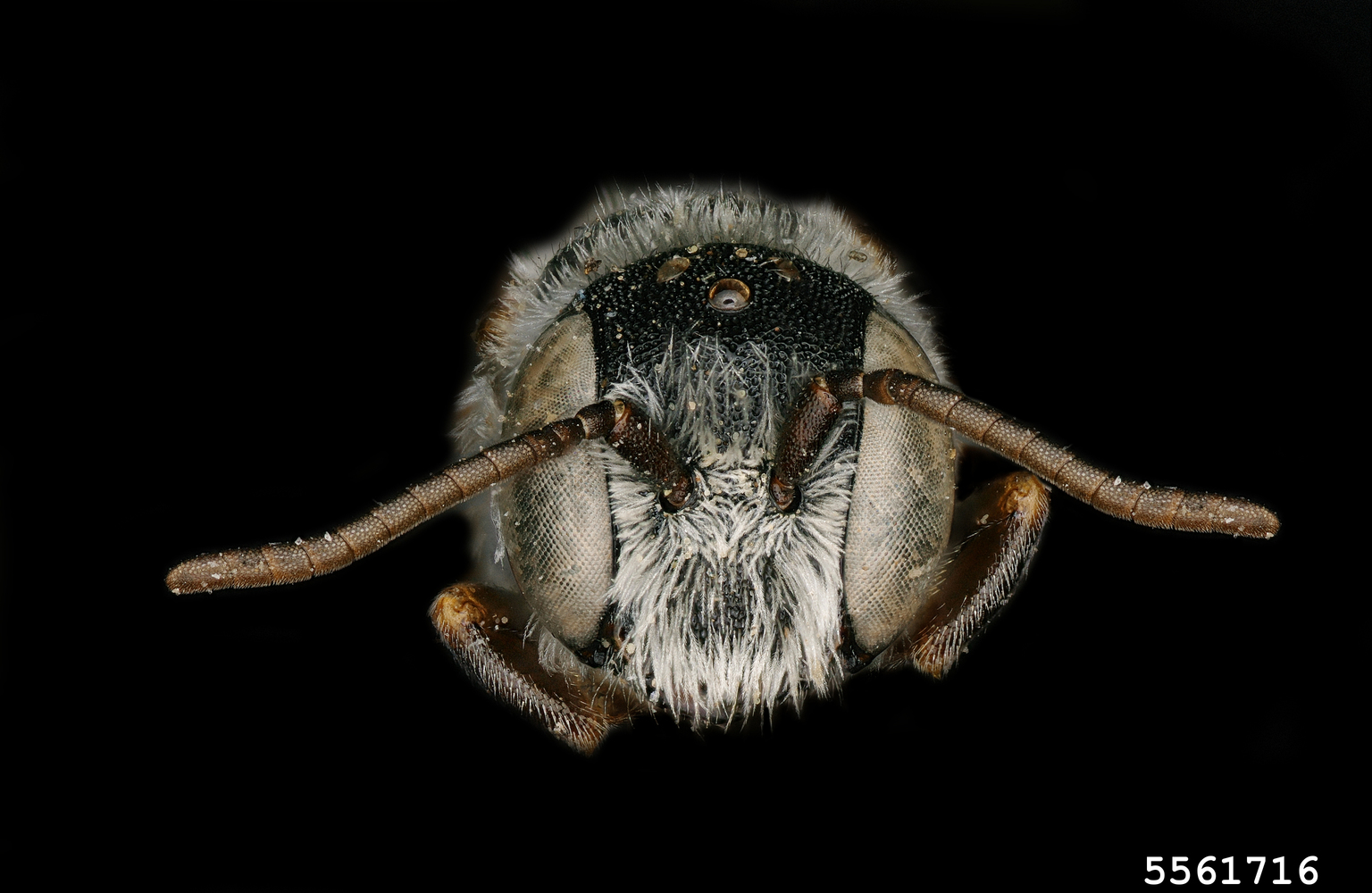 Bee (Xeroheriades micheneri Griswold, 1986)
