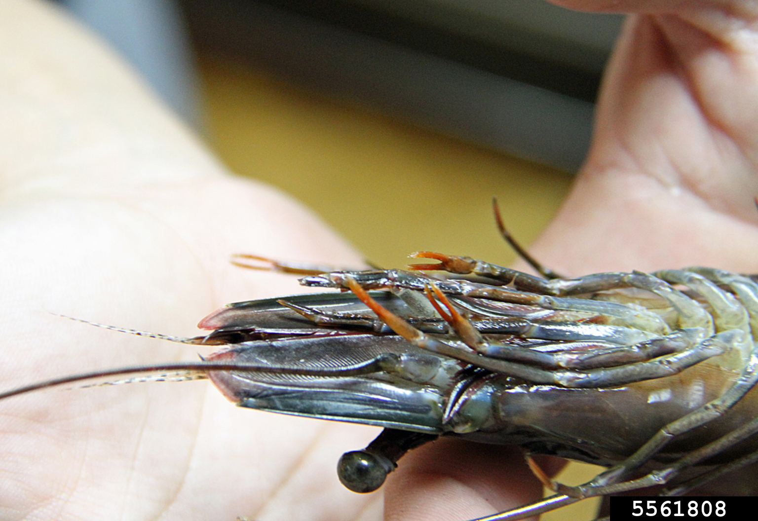 giant tiger prawn (Penaeus monodon Fabricius, 1798)