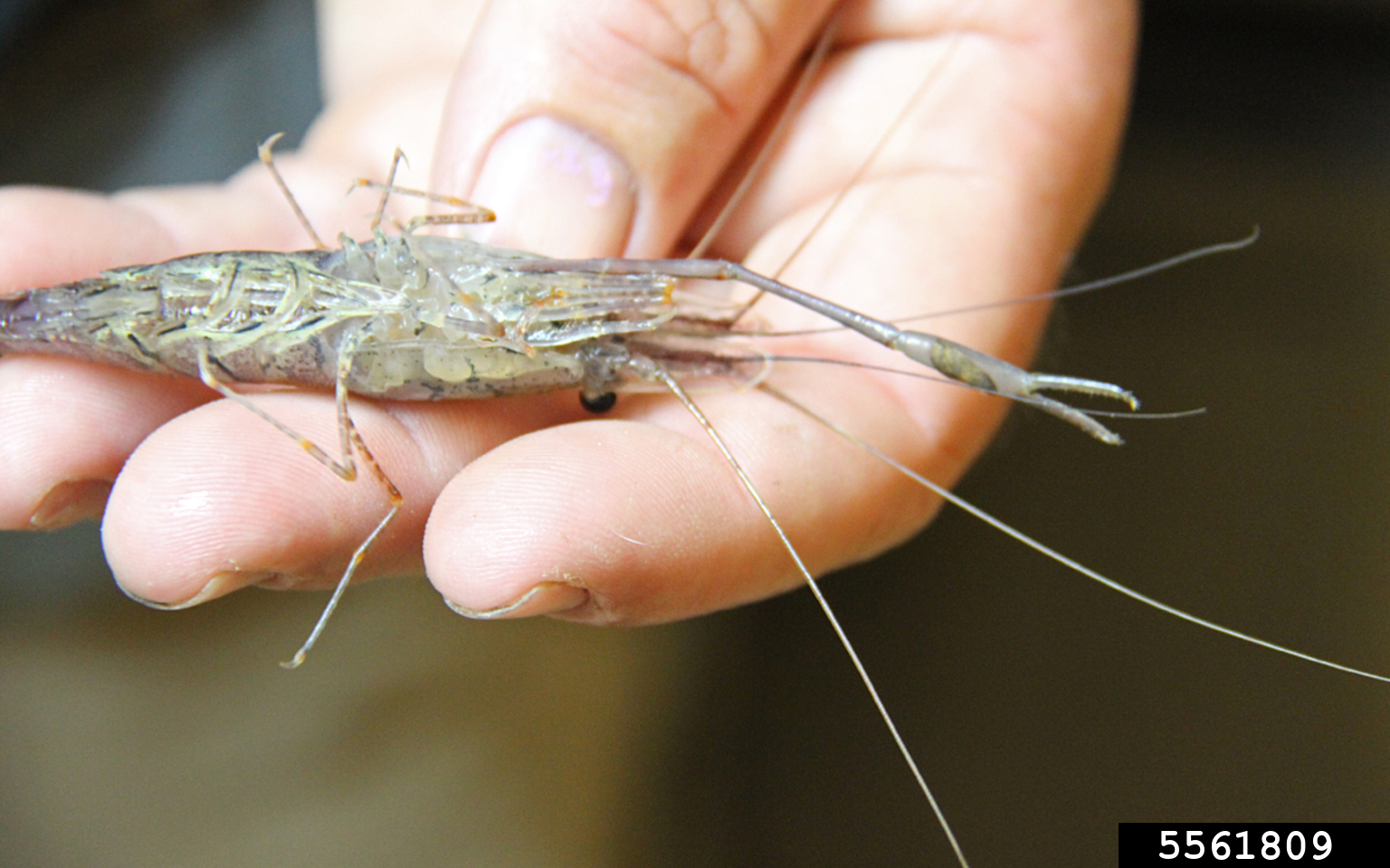 giant tiger prawn (Penaeus monodon Fabricius, 1798)