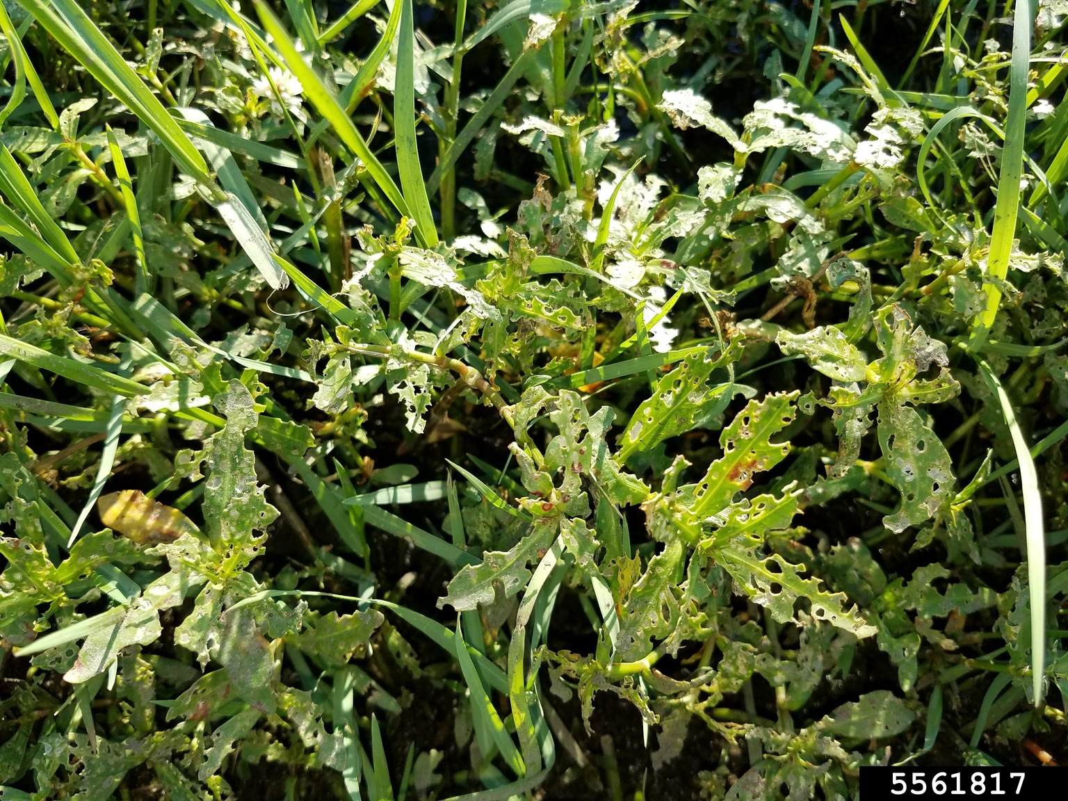 alligatorweed flea beetle (Agasicles hygrophila Selman & Vogt, 1971)