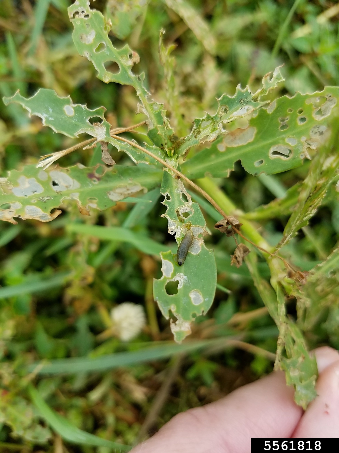 alligatorweed flea beetle (Agasicles hygrophila)