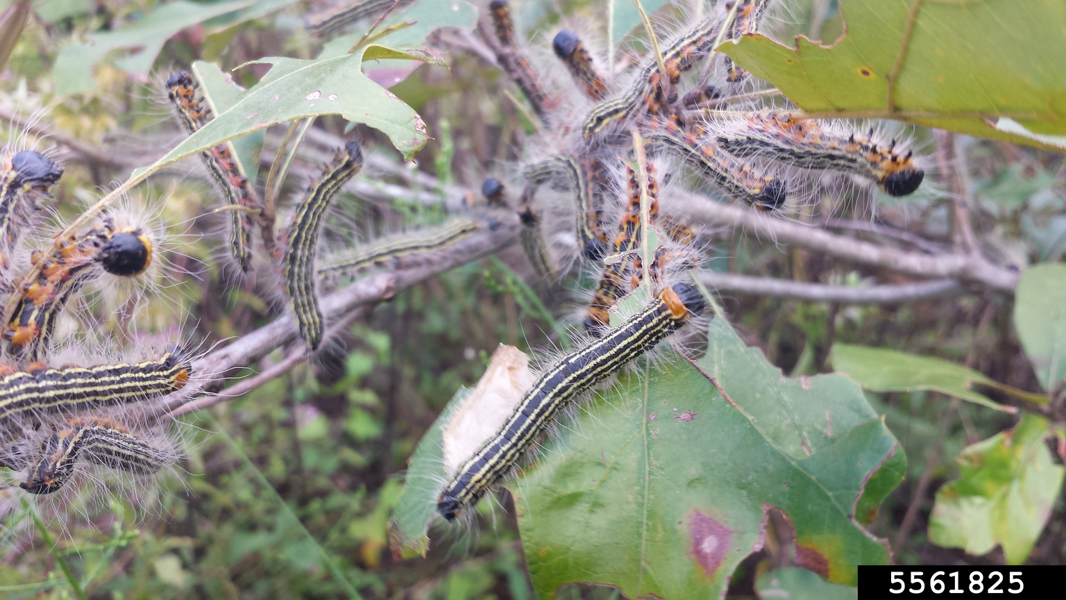 yellownecked caterpillar (Datana ministra (Drury))