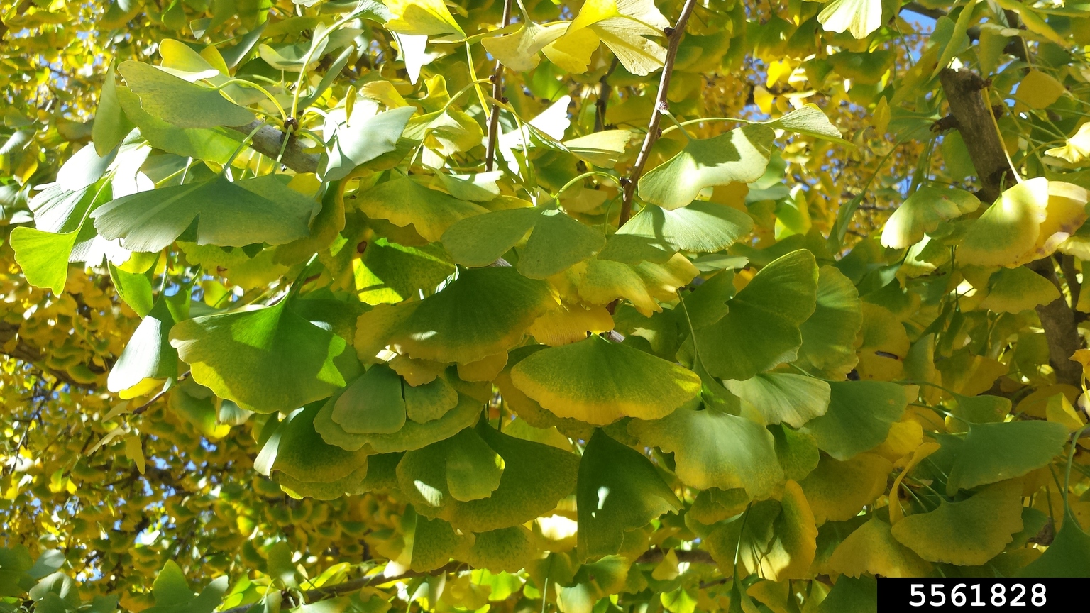 ginkgo (Ginkgo biloba)