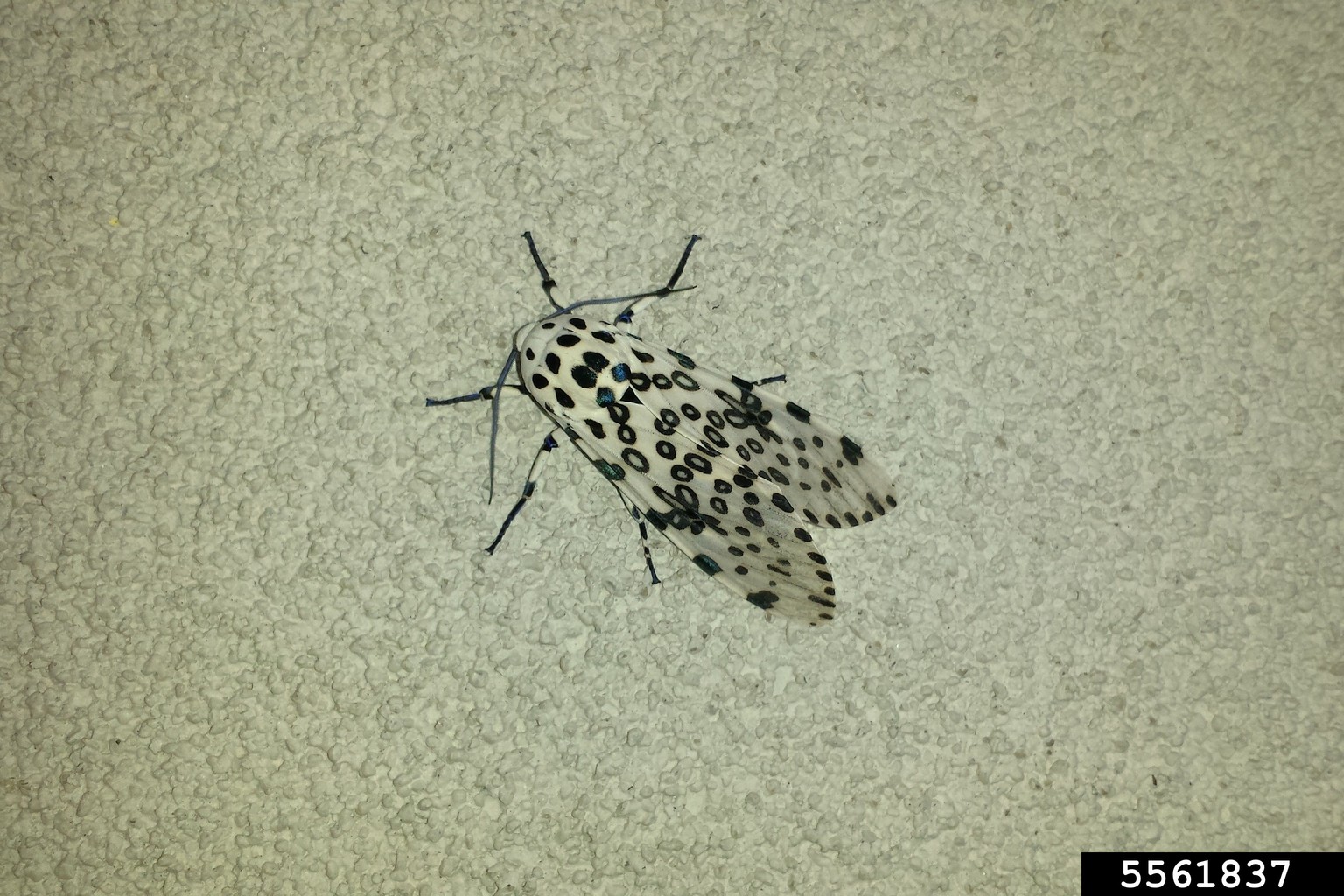 giant leopard moth (Hypercompe scribonia)