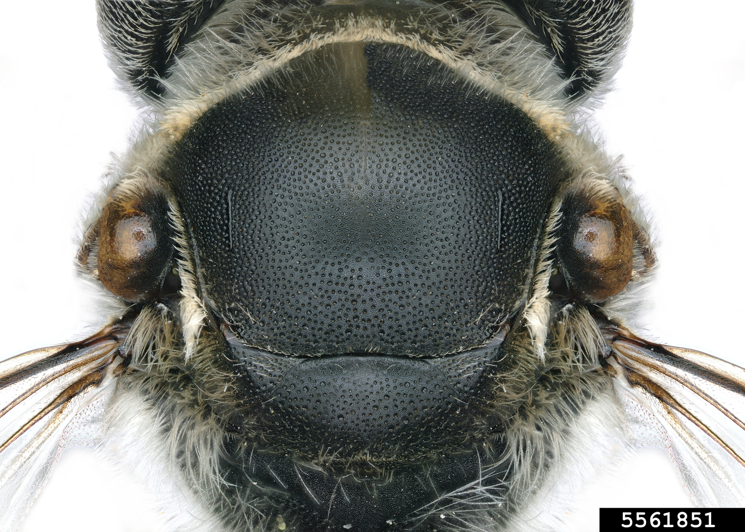 leafcutter bee (Genus Megachile)