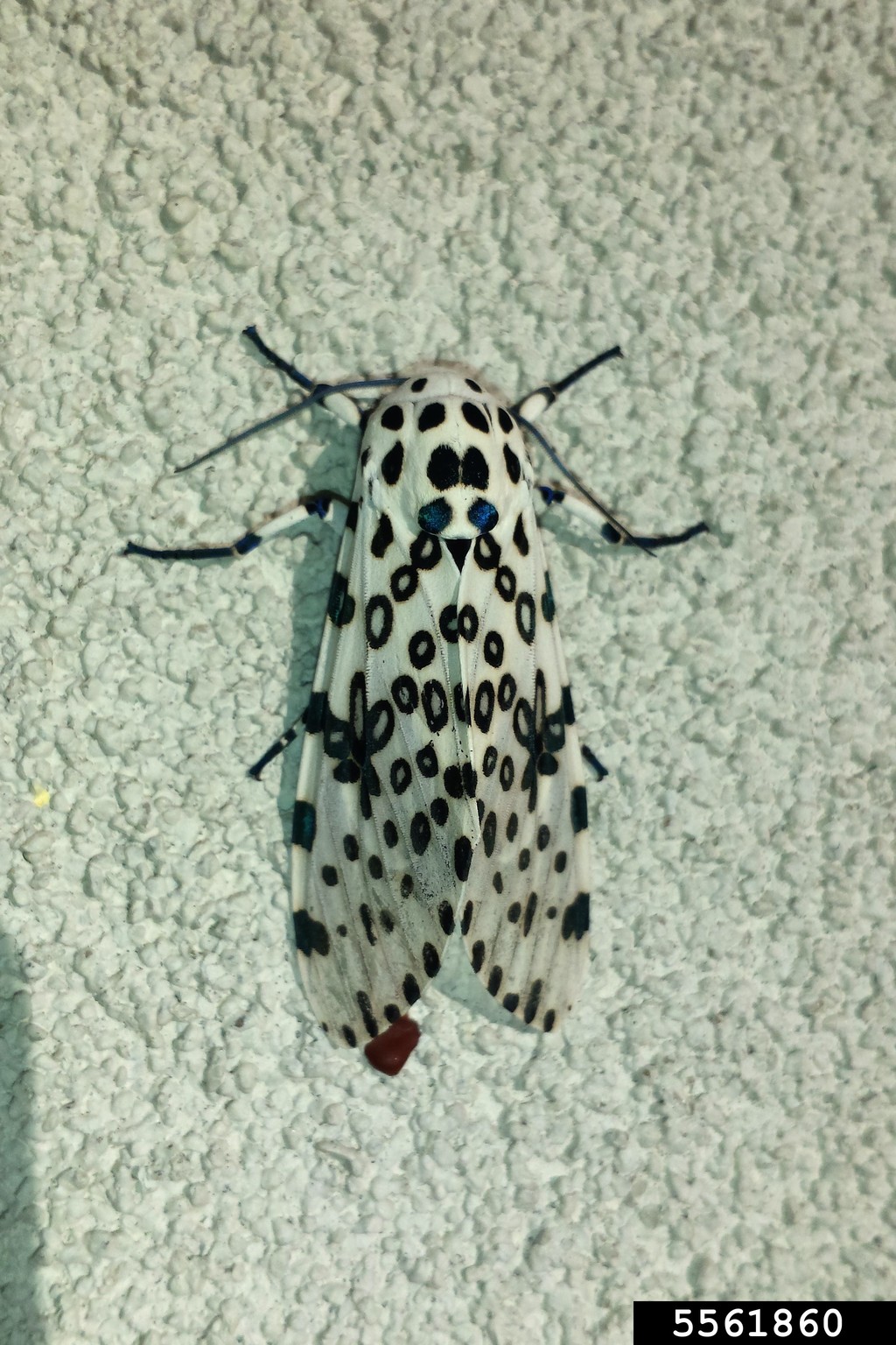 giant leopard moth (Hypercompe scribonia (Stoll, 1790))