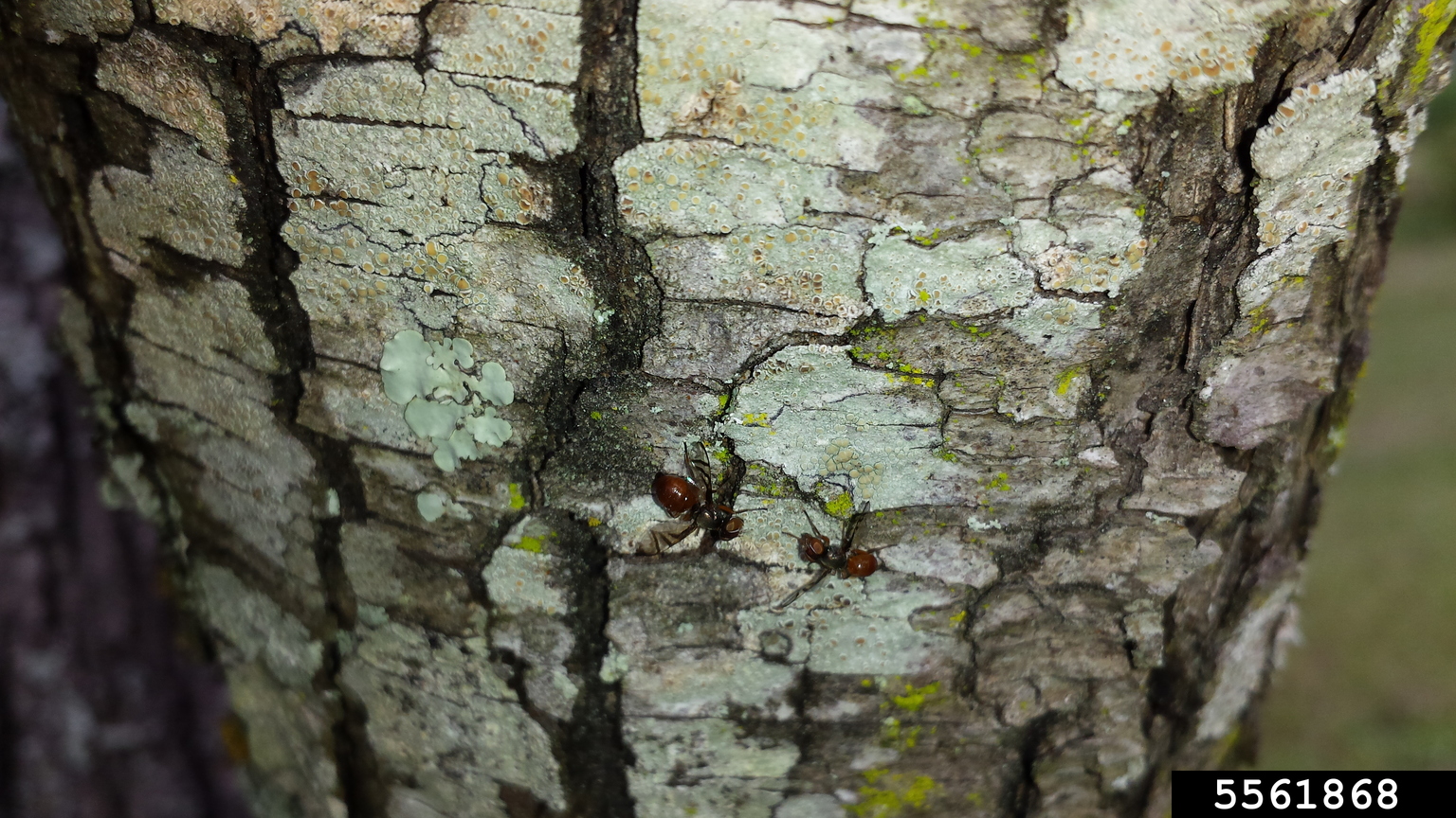 picture-winged fly, Rivellia spp. (Diptera: Platystomatidae) - 5561868