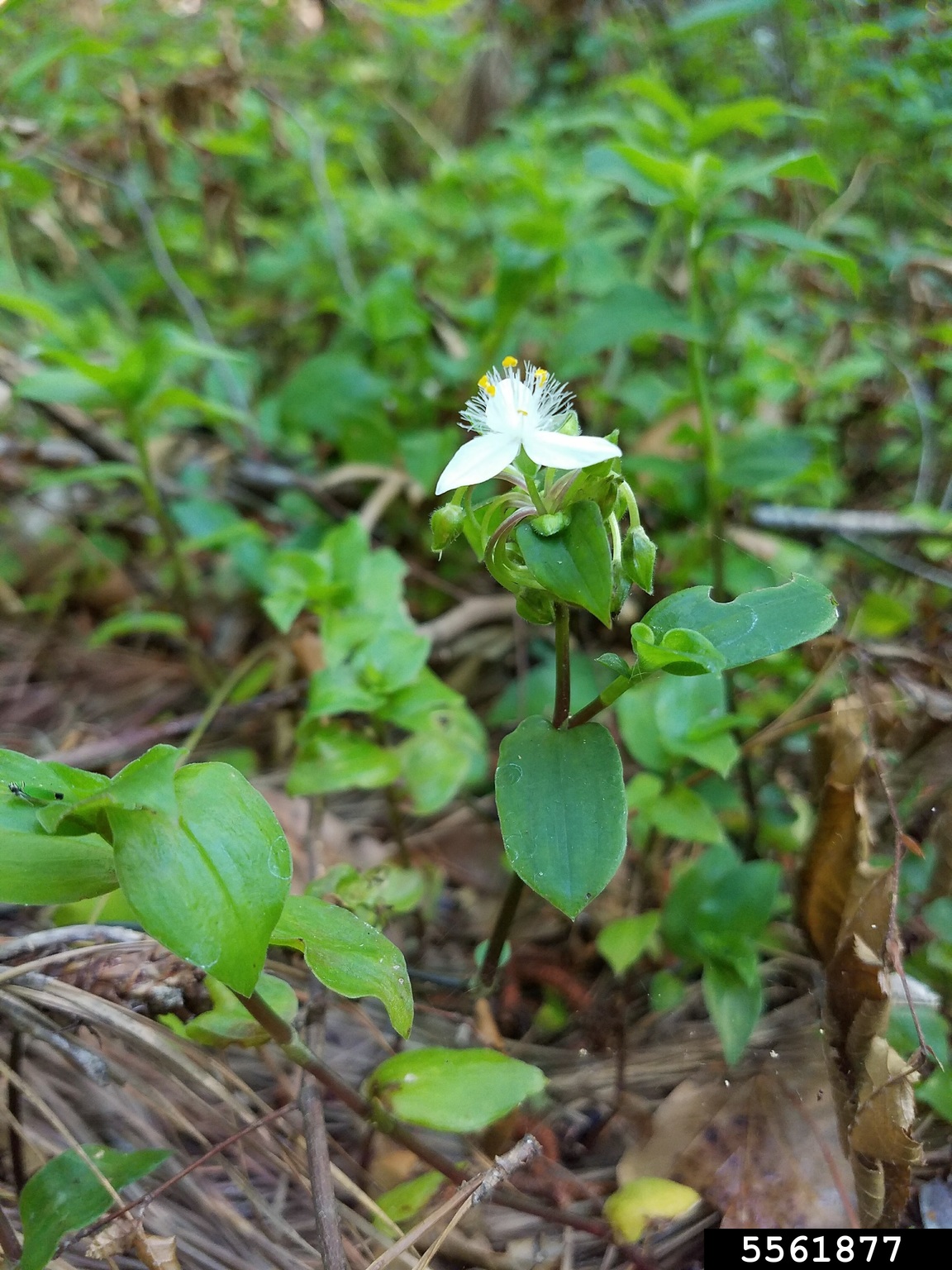 white-flowered spiderwort (Tradescantia fluminensis Vell.)