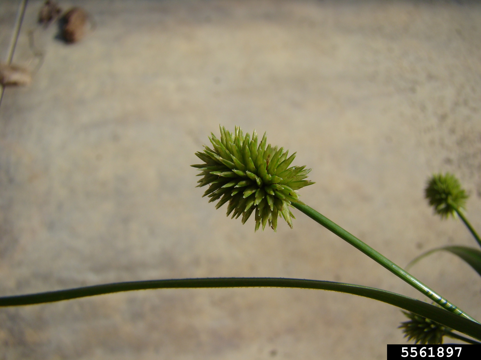 green kyllinga (Kyllinga brevifolia Rottb.)