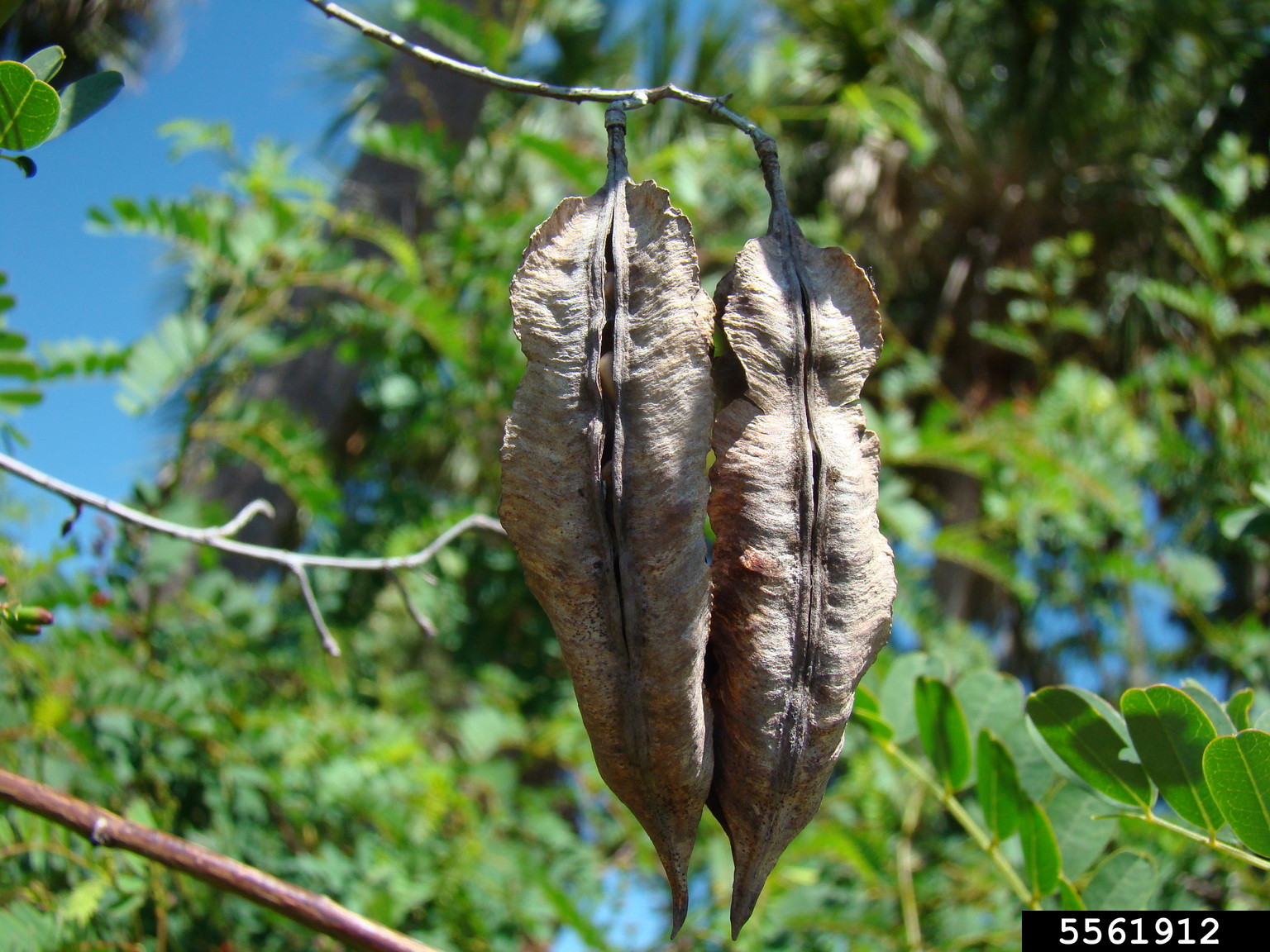 red sesbania (Sesbania punicea)