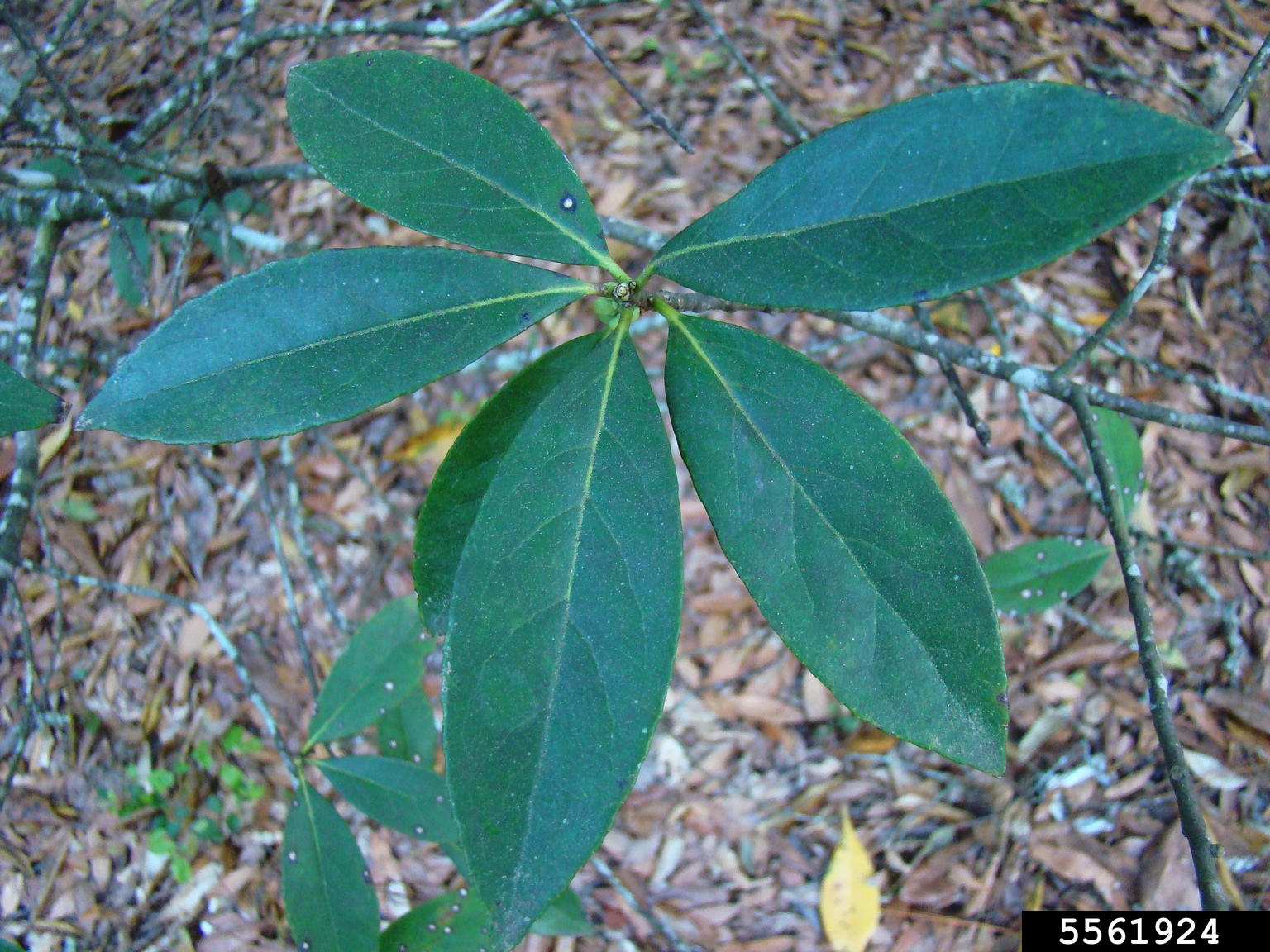 common sweetleaf (Symplocos tinctoria (L.) L'Hér.)