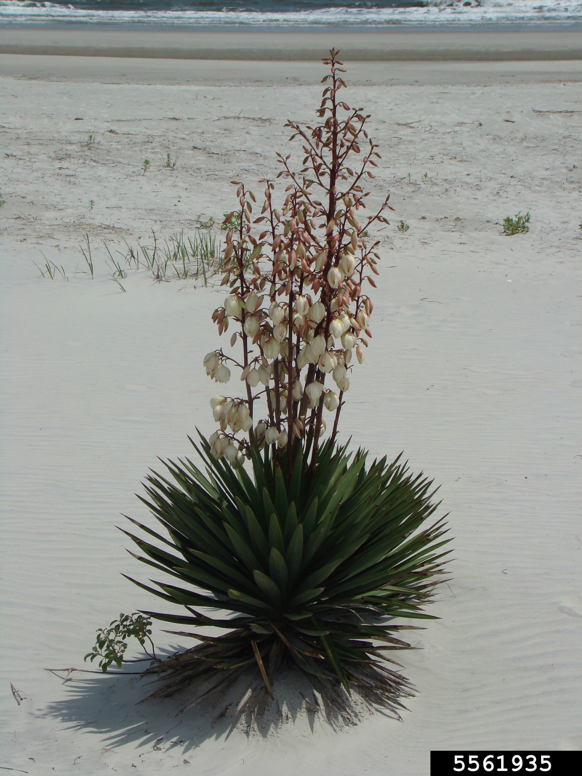 aloe yucca (Yucca aloifolia L.)