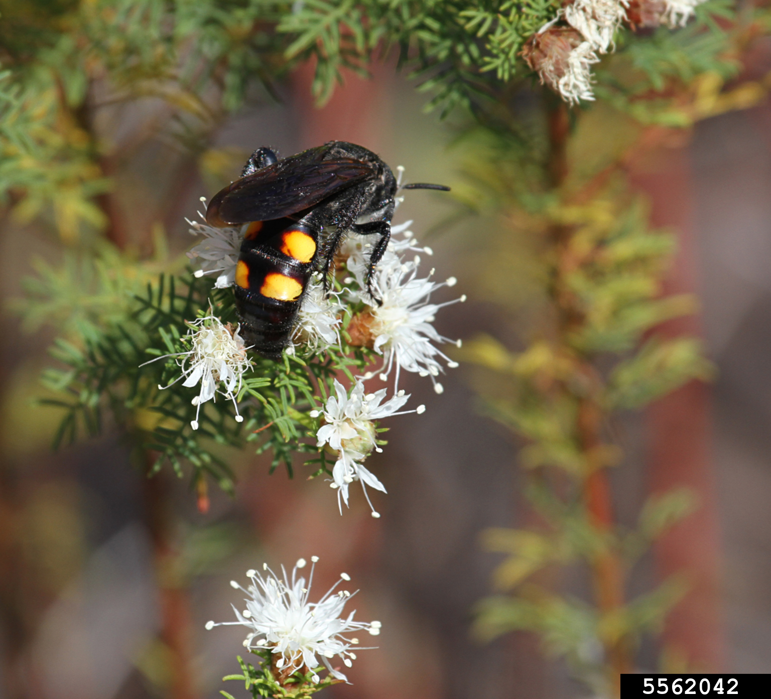 Scoliid wasp (Scolia nobilitata tricincta)
