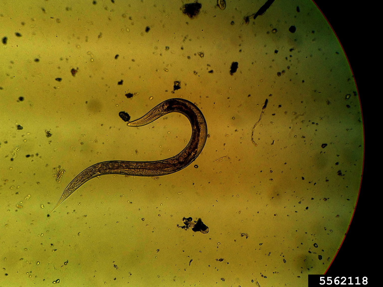 Southern root-knot nematode (Meloidogyne incognita)