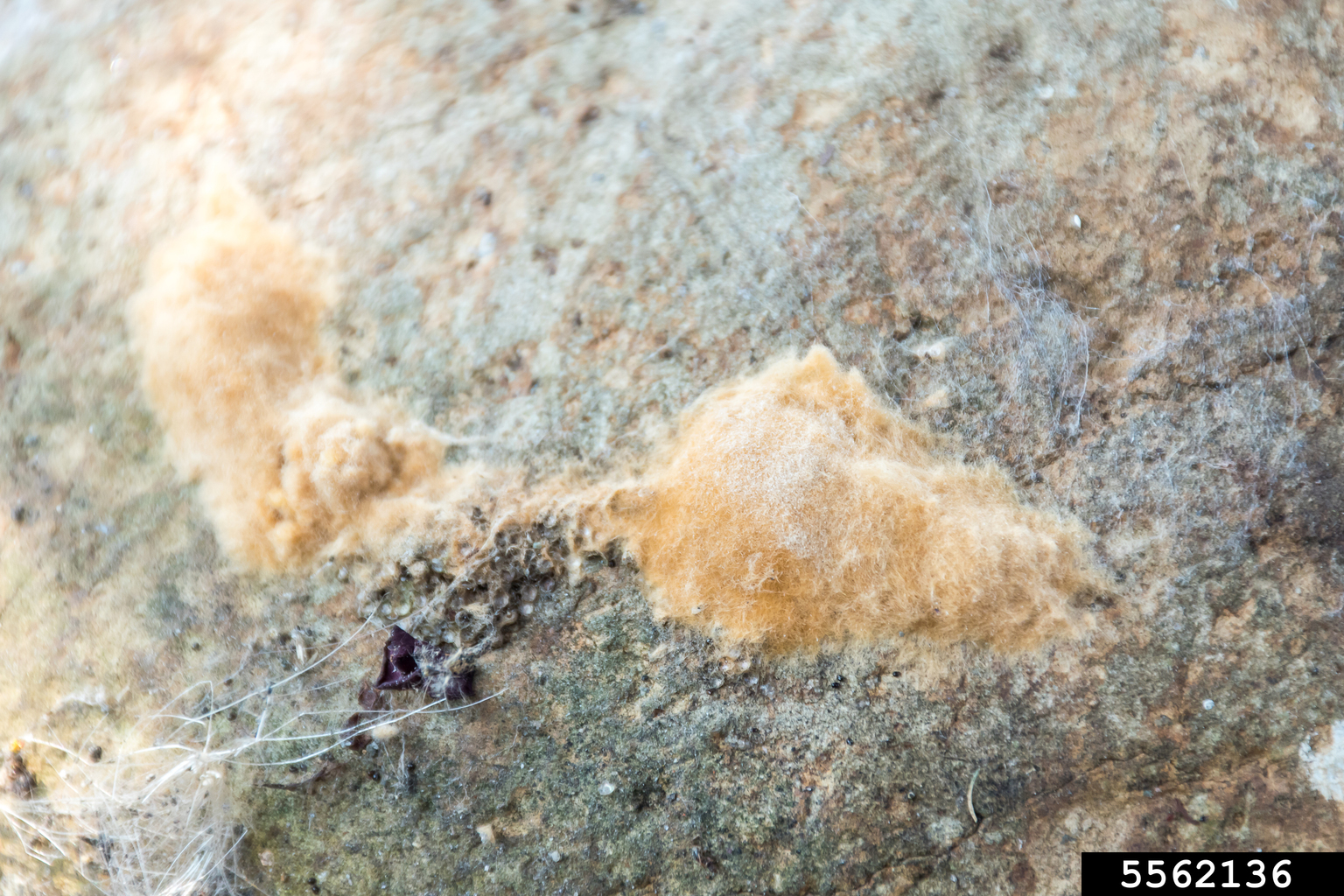 spongy moth (formerly gypsy moth) (Lymantria dispar (Linnaeus))