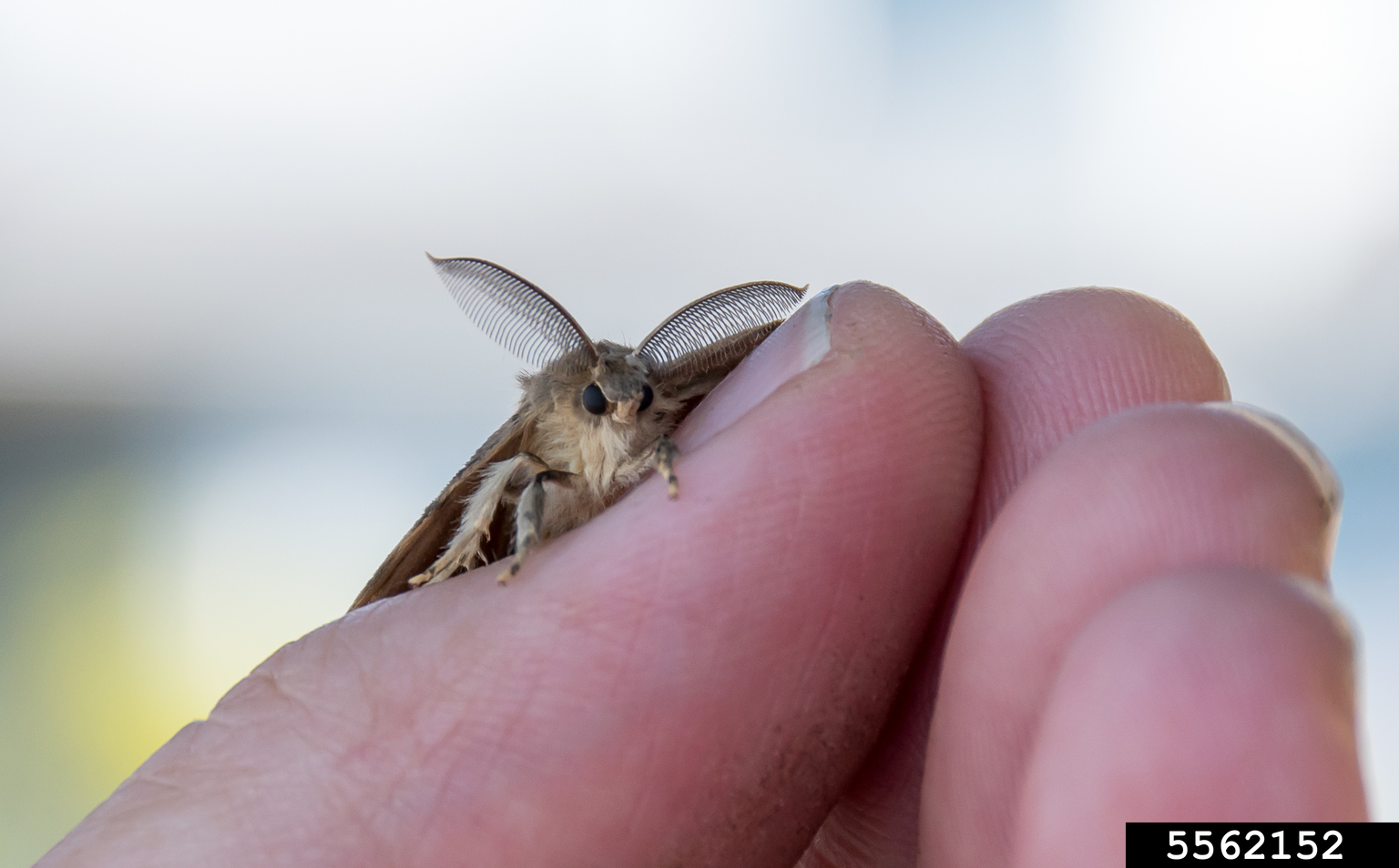 spongy moth (formerly gypsy moth) (Lymantria dispar (Linnaeus))
