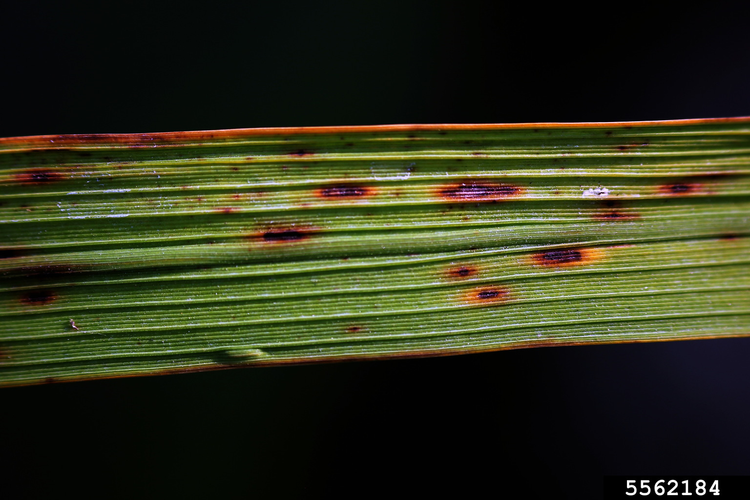 Magnaporthe grisea (T.T. Hebert) M.E. Barr (Teleomorph for Pyricularia ...